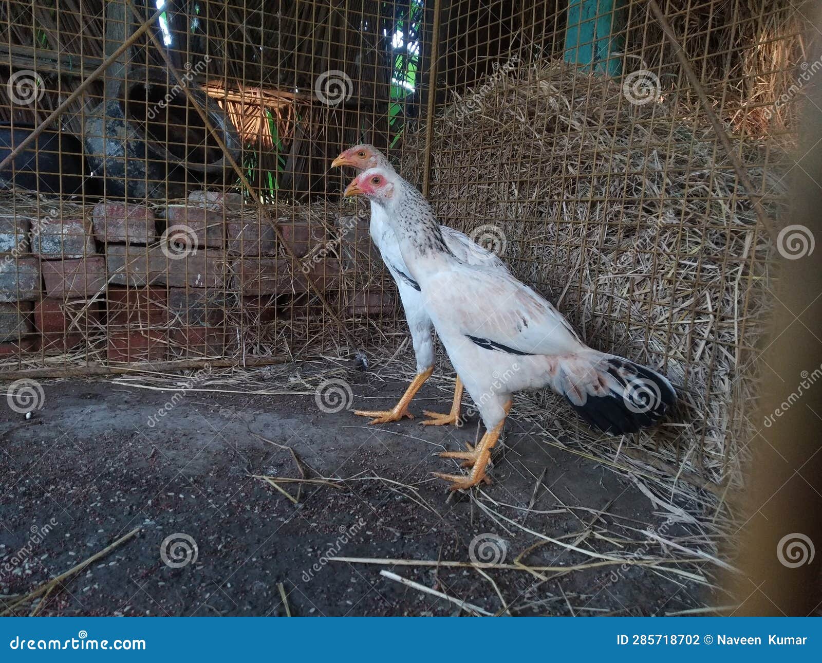 Shamo Shamo Also Known As Gamecocks Stock Photo | CartoonDealer.com ...