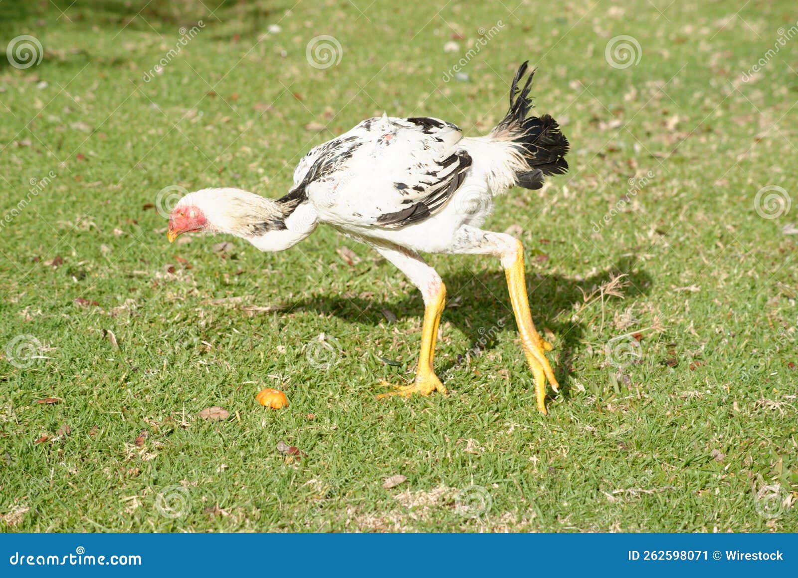 Shamo chicken in a meado stock image. Image of farm - 262598071