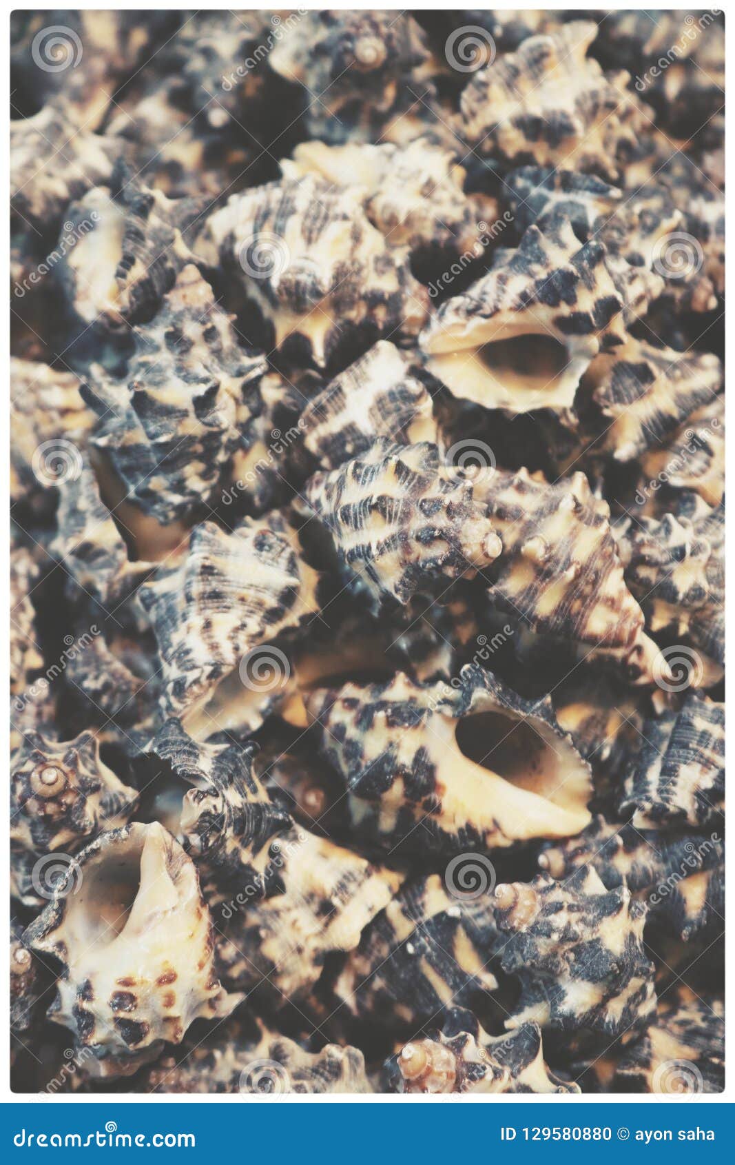 Shamokhe stock photo. Image of white, love, black, shamoke - 129580880