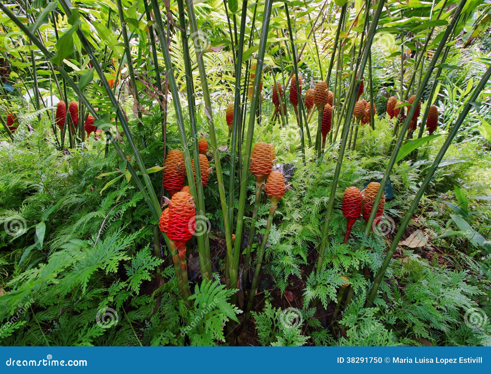 Shampoo Ginger Flower stock photo. Image of flowers, floral - 38291750