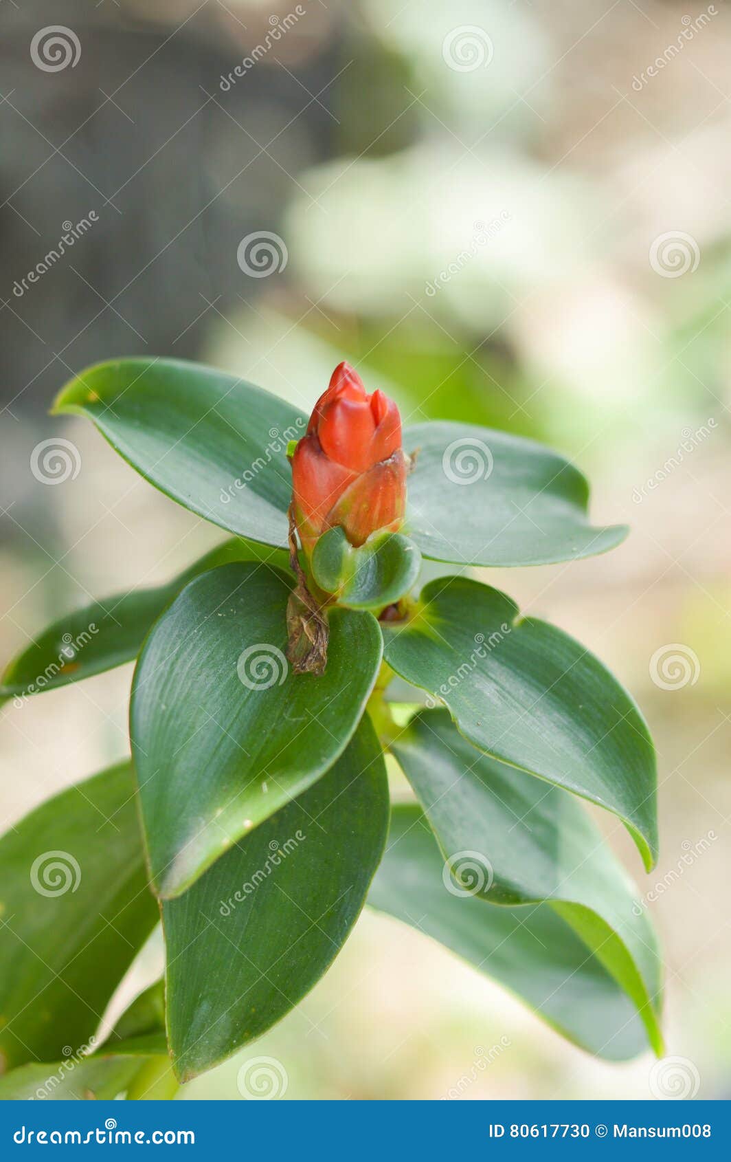 Shampoo Ginger Flower in Garden Stock Photo - Image of blossom, ginger ...