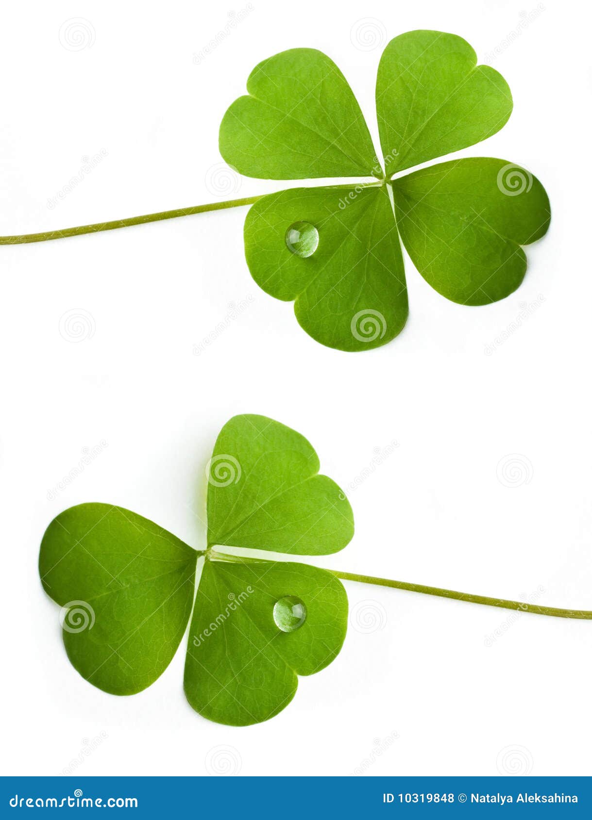 Shamrock stock photo. Image of ireland, lawn, isolated - 10319848