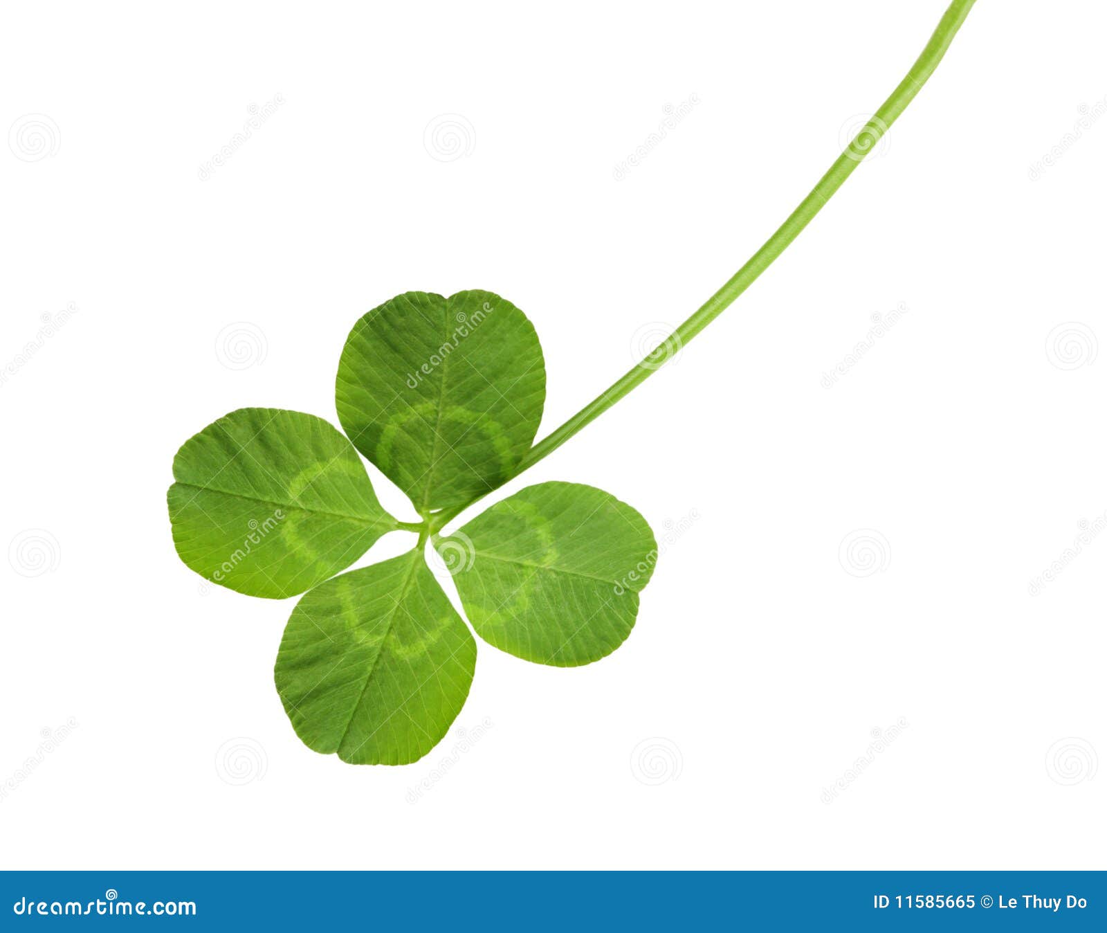 Shamrock stock image. Image of holidays, closeup, design - 11585665