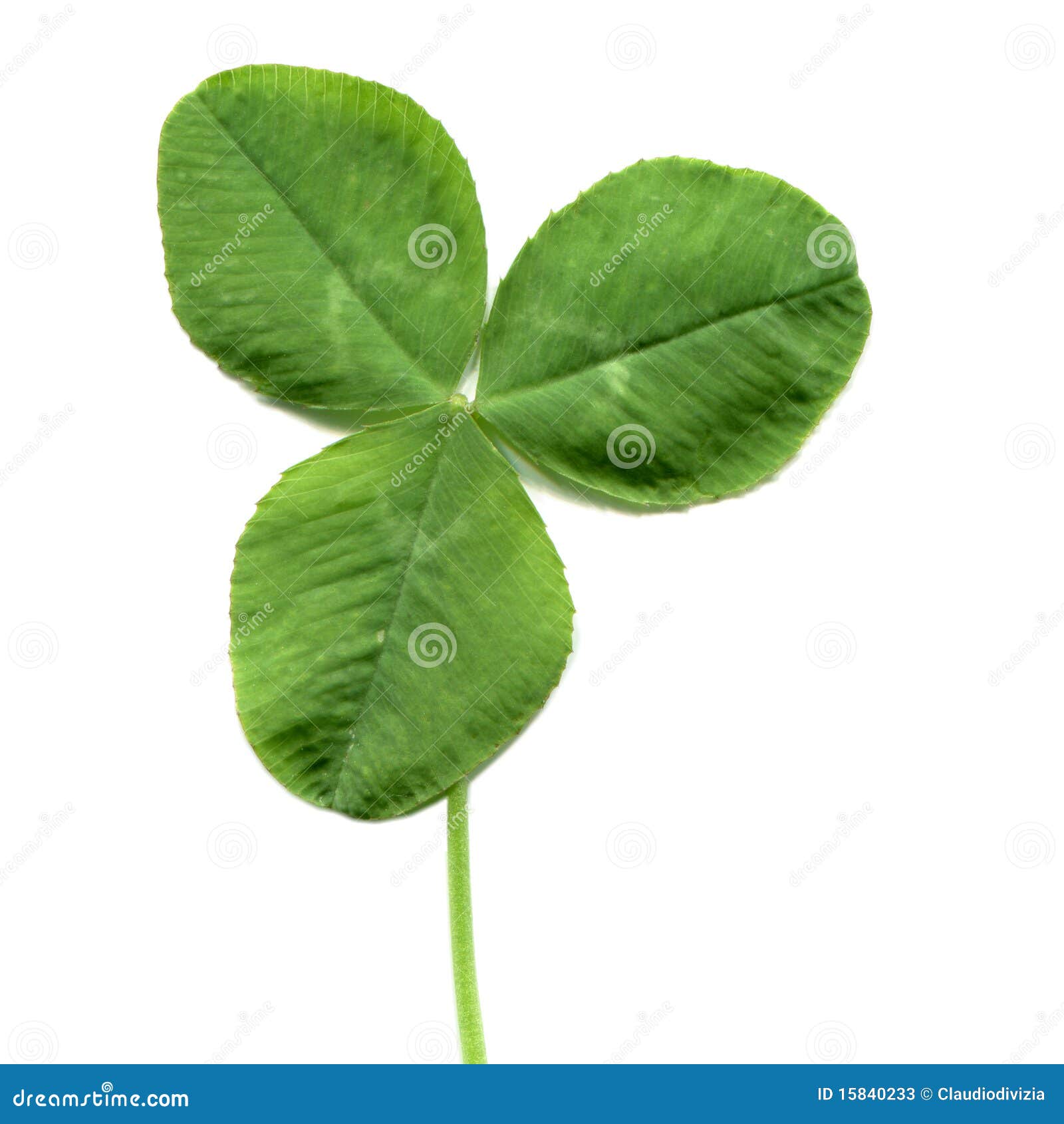 Shamrock stock image. Image of leaves, leaf, white, grunge - 15840233