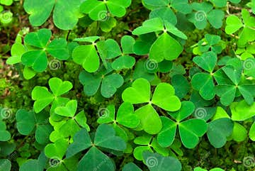 Shamrock stock image. Image of ireland, natural, closeup - 16034395