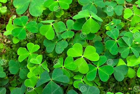 Shamrock stock image. Image of ireland, natural, closeup - 16034395