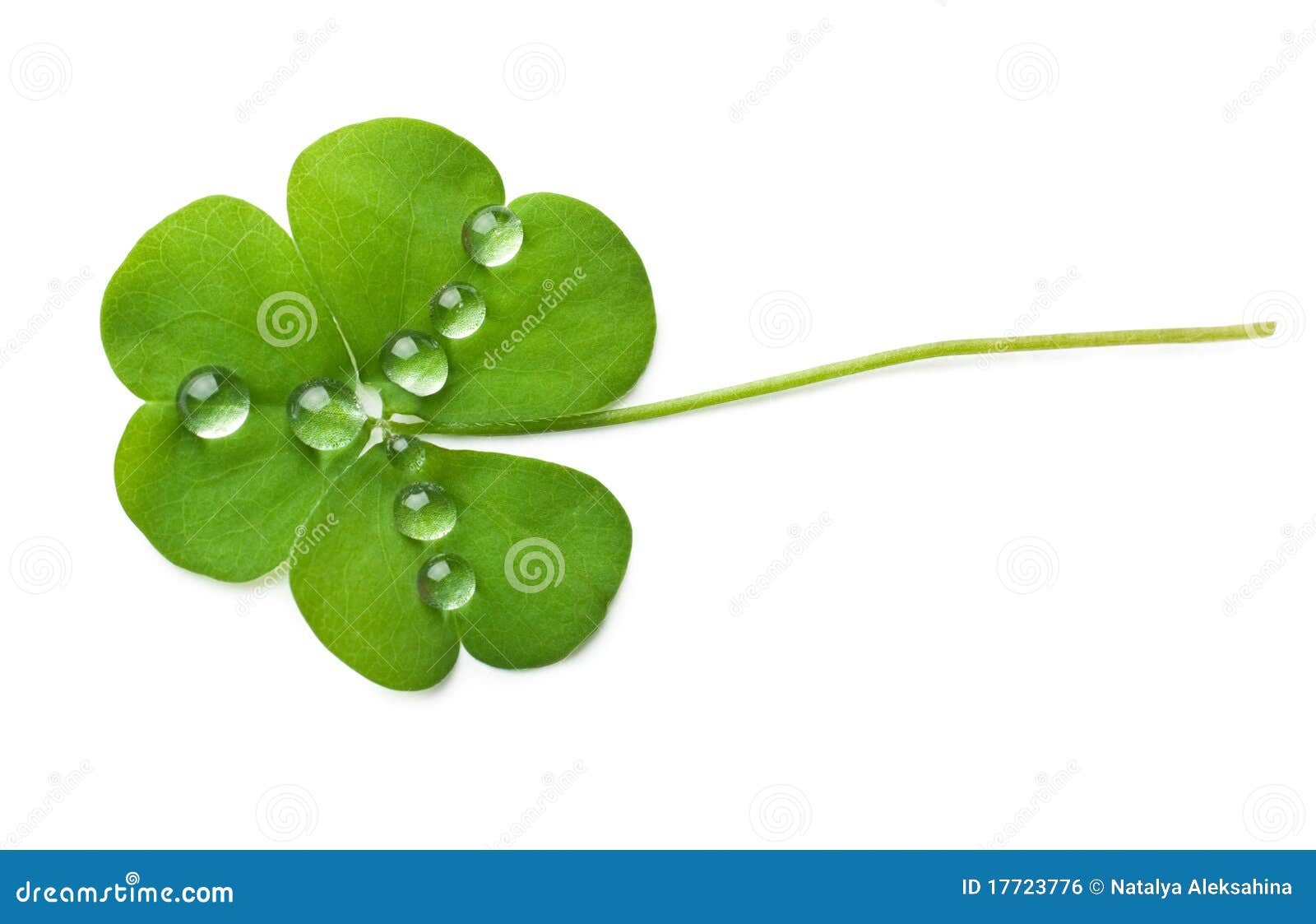 Shamrock stock photo. Image of oxalis, clover, irish - 17723776