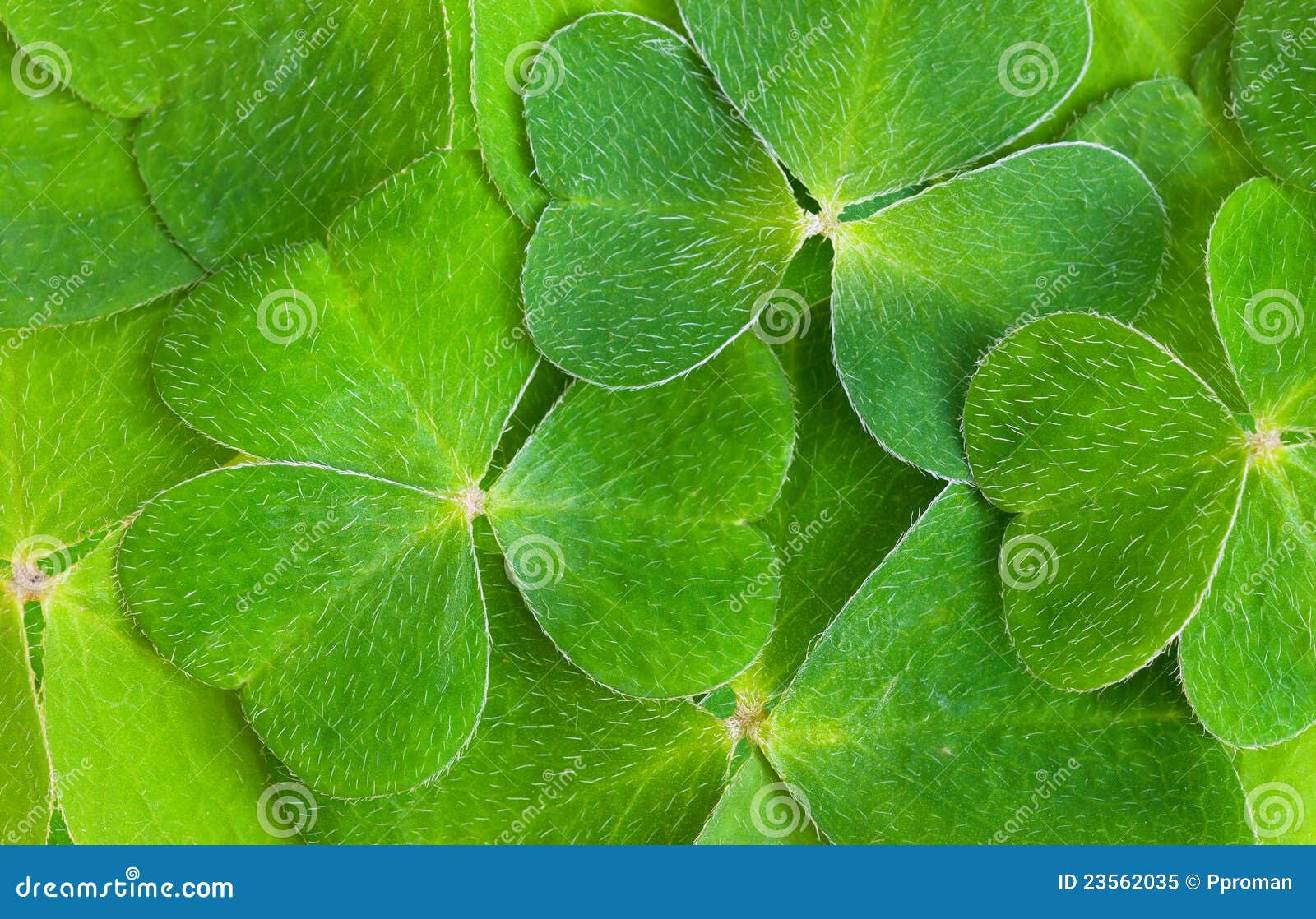 Shamrock stock image. Image of nature, four, floral, clover - 23562035
