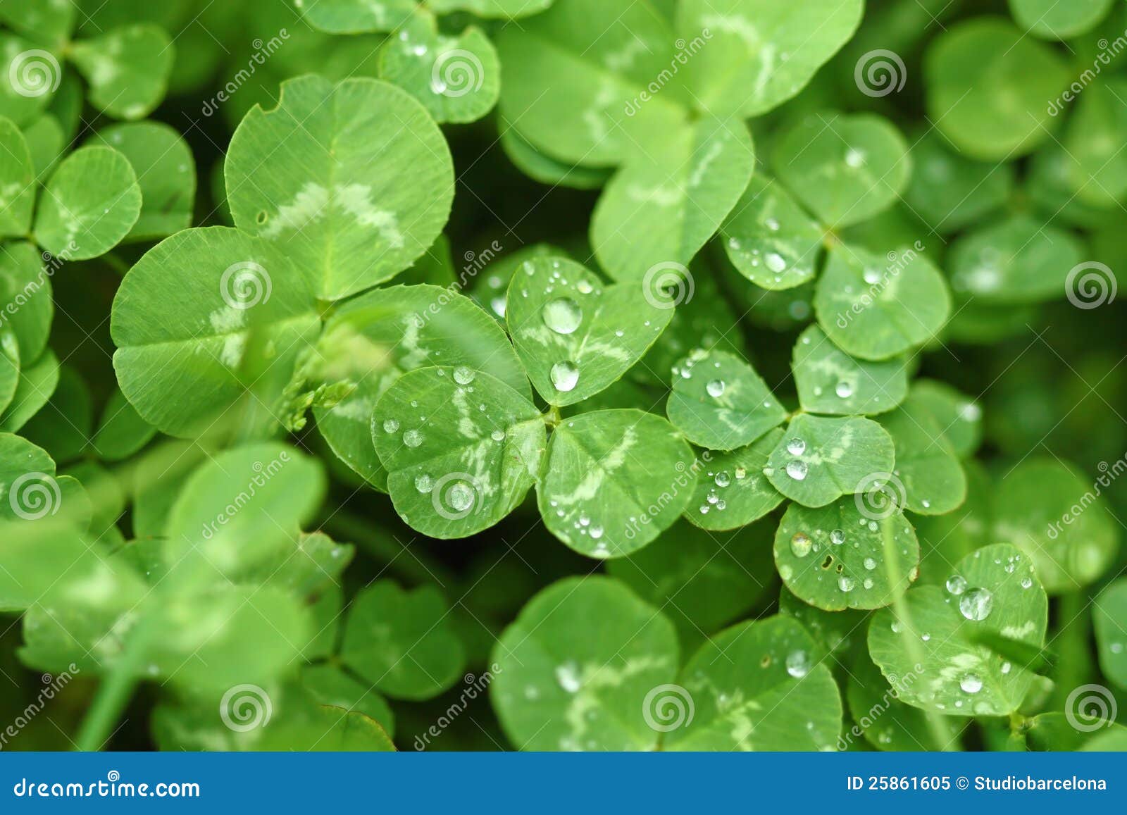 Shamrock stock image. Image of leaf, close, ecology, natural - 25861605