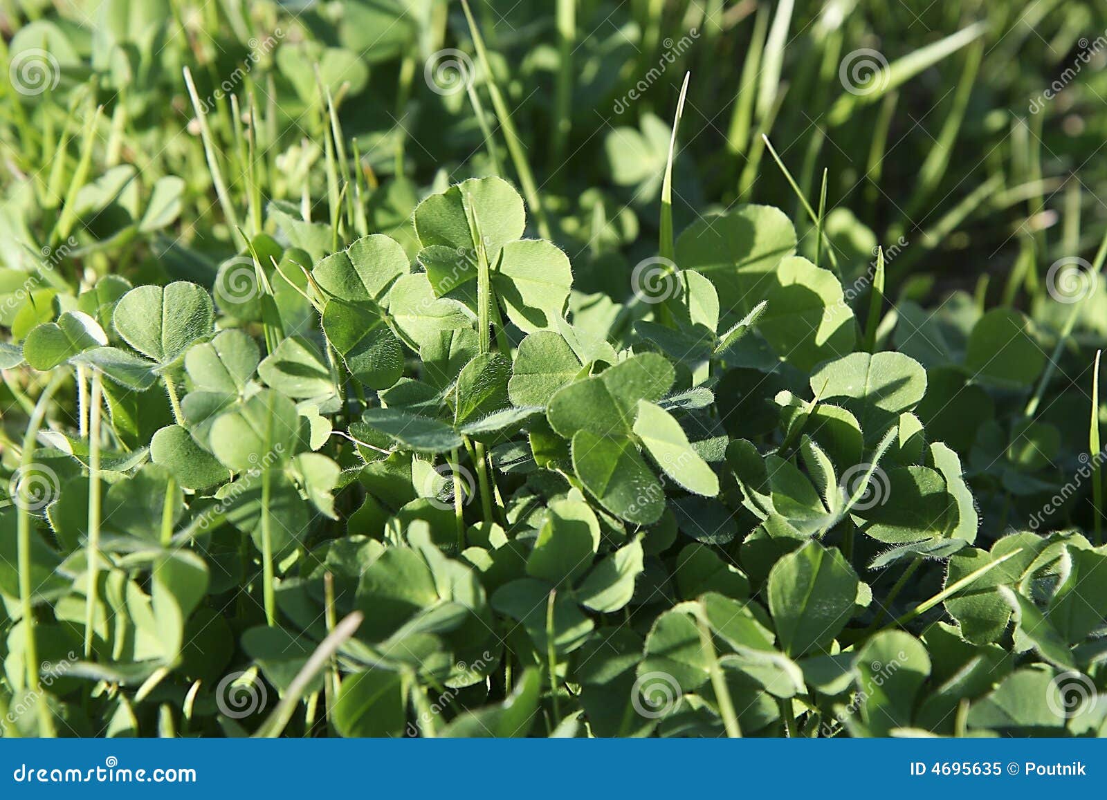 Shamrock Picture. Image: 4695635