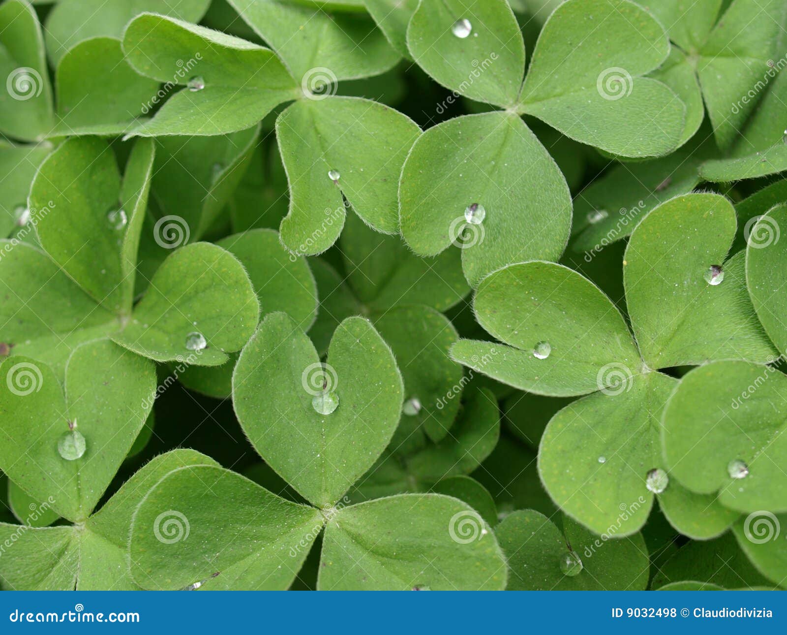 Shamrock stock photo. Image of clover, meadow, water, garden - 9032498