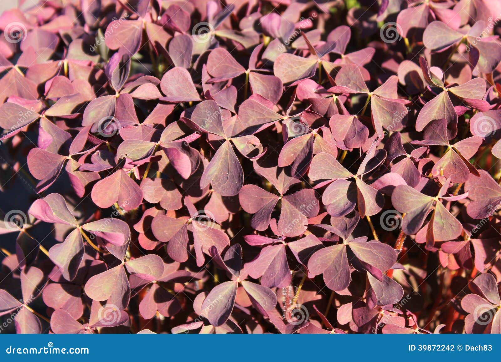 Shamrock background stock photo. Image of lucky, background - 39872242