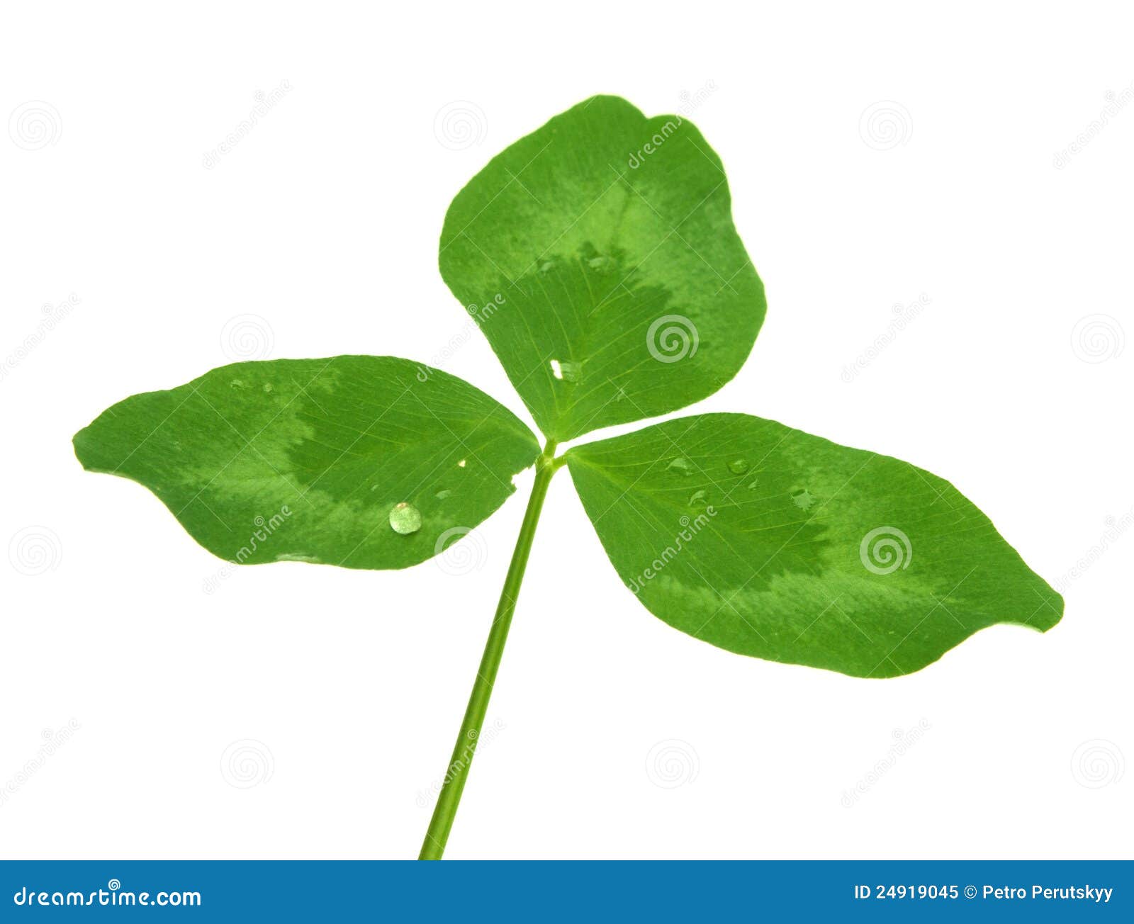 Shamrock clover isolated stock image. Image of patrick - 24919045