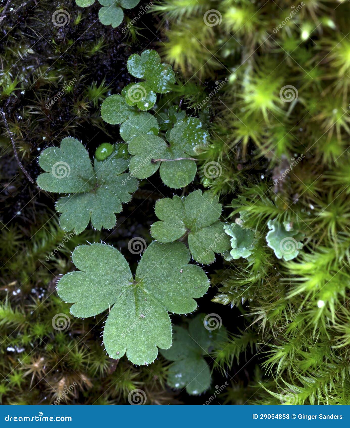Shamrock Clovers in Rain stock photo. Image of growing - 29054858