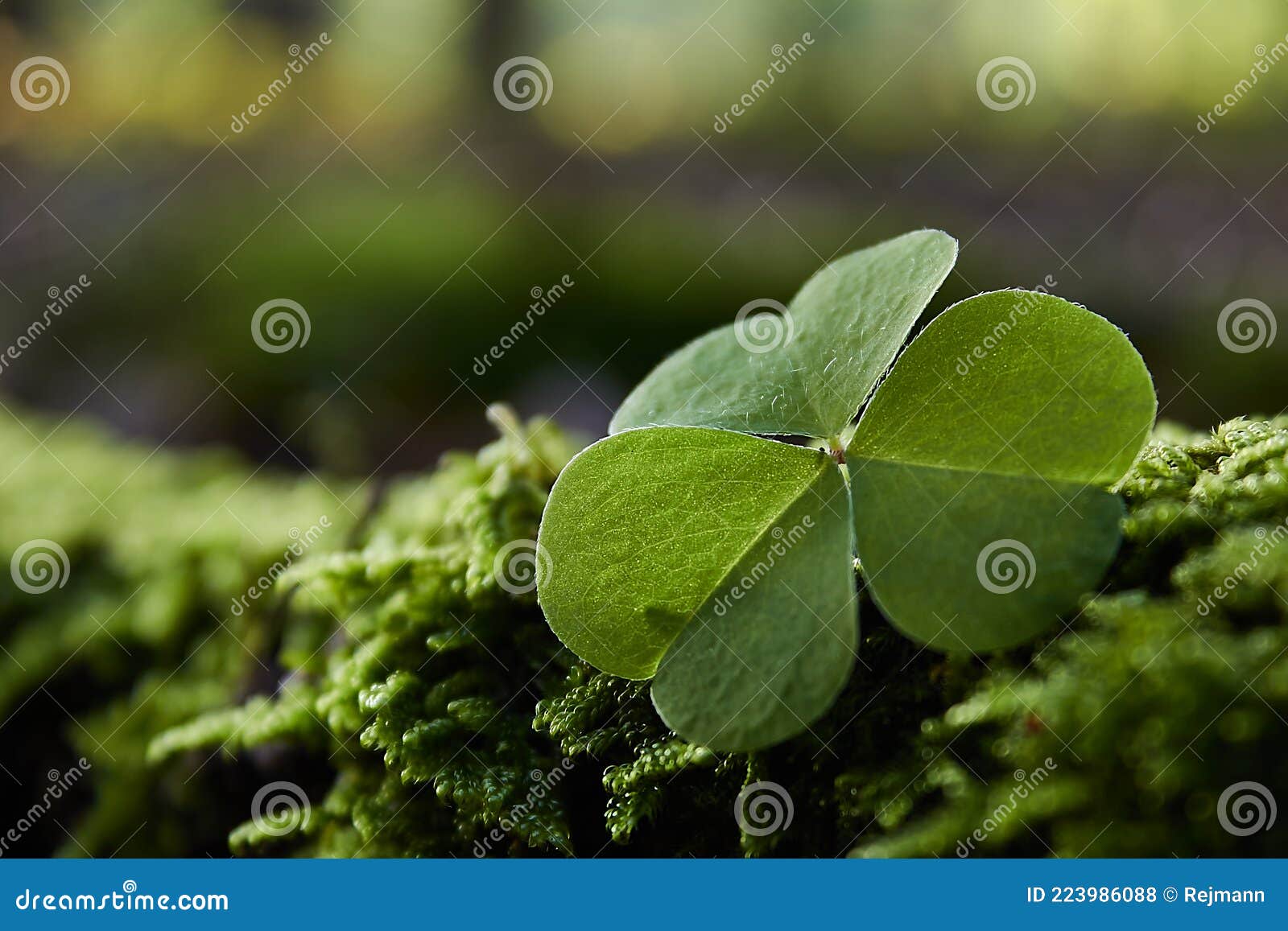 Shamrock in Deep Summer Forest Stock Photo - Image of clover ...