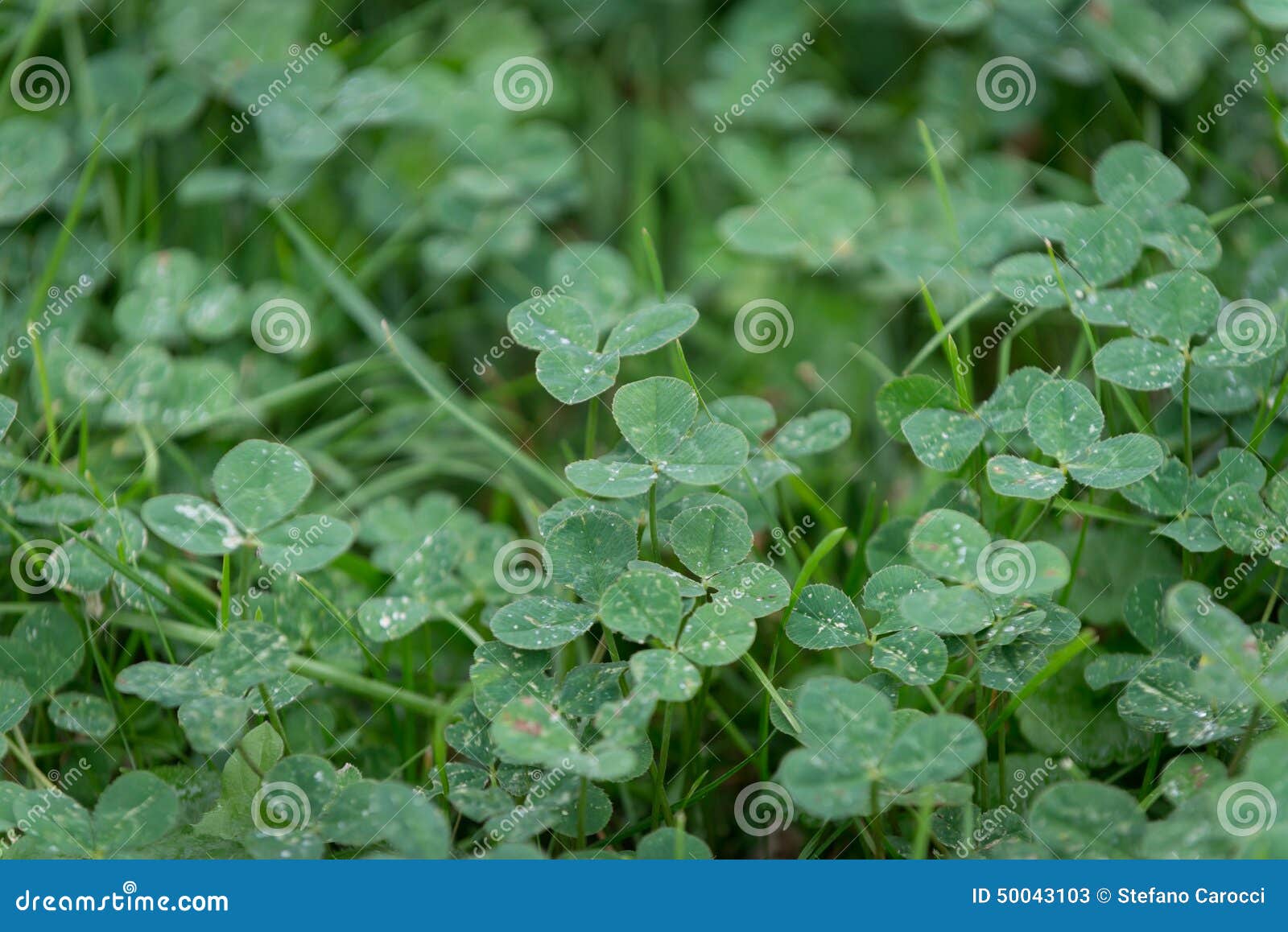 Shamrock stock image. Image of grow, decoration, botanical - 50043103