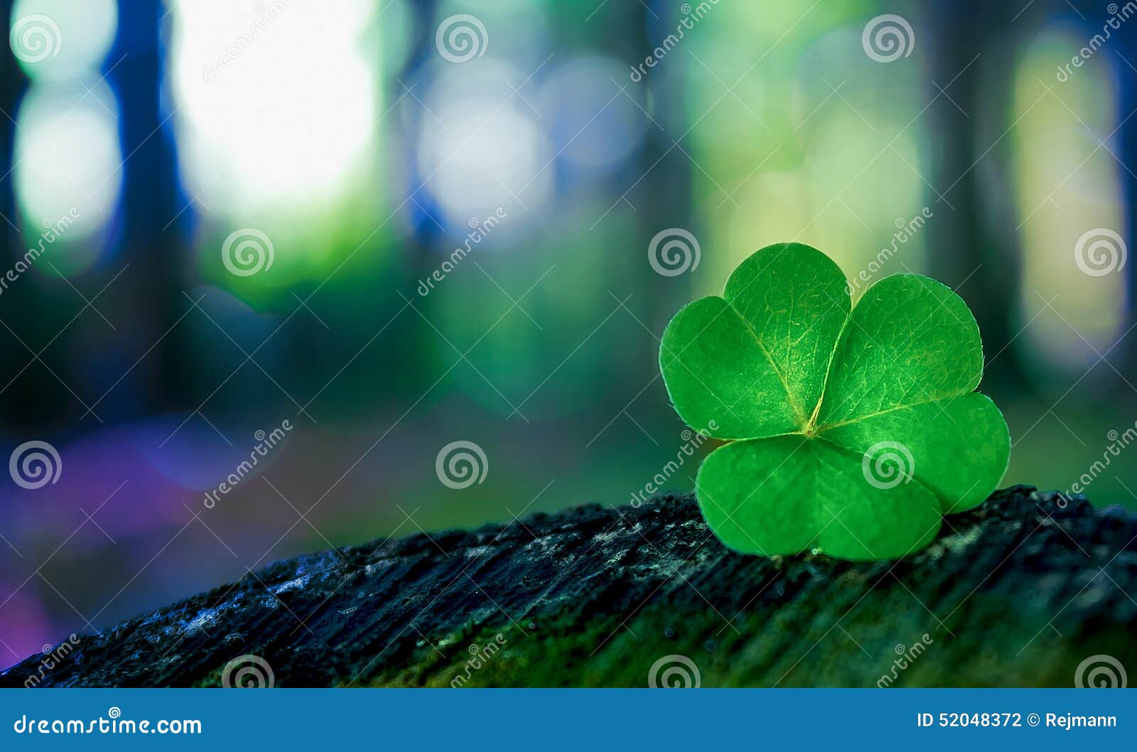 Shamrock in forest stock photo. Image of abstract, fresh - 52048372