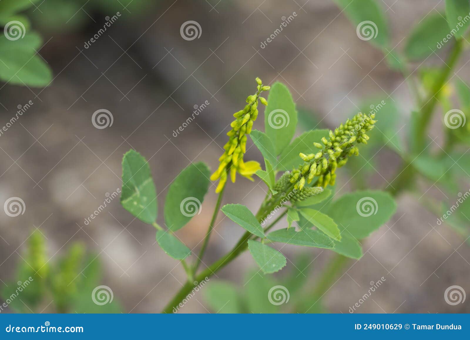 Shamrock Green Grass and Field Background Stock Image - Image of ...