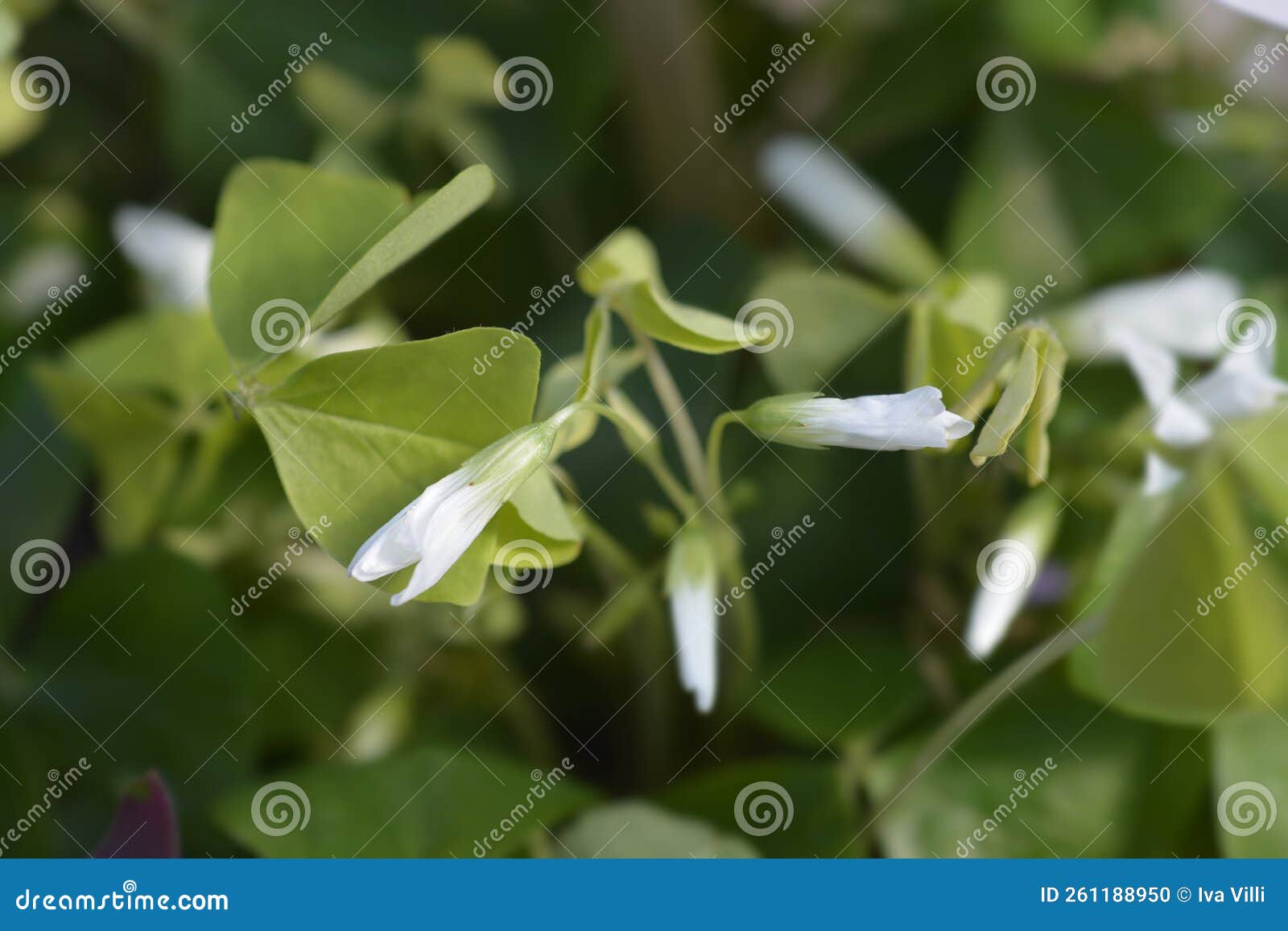 Shamrock ikigai photo stock. Image du blanc, faux, lame - 261188950
