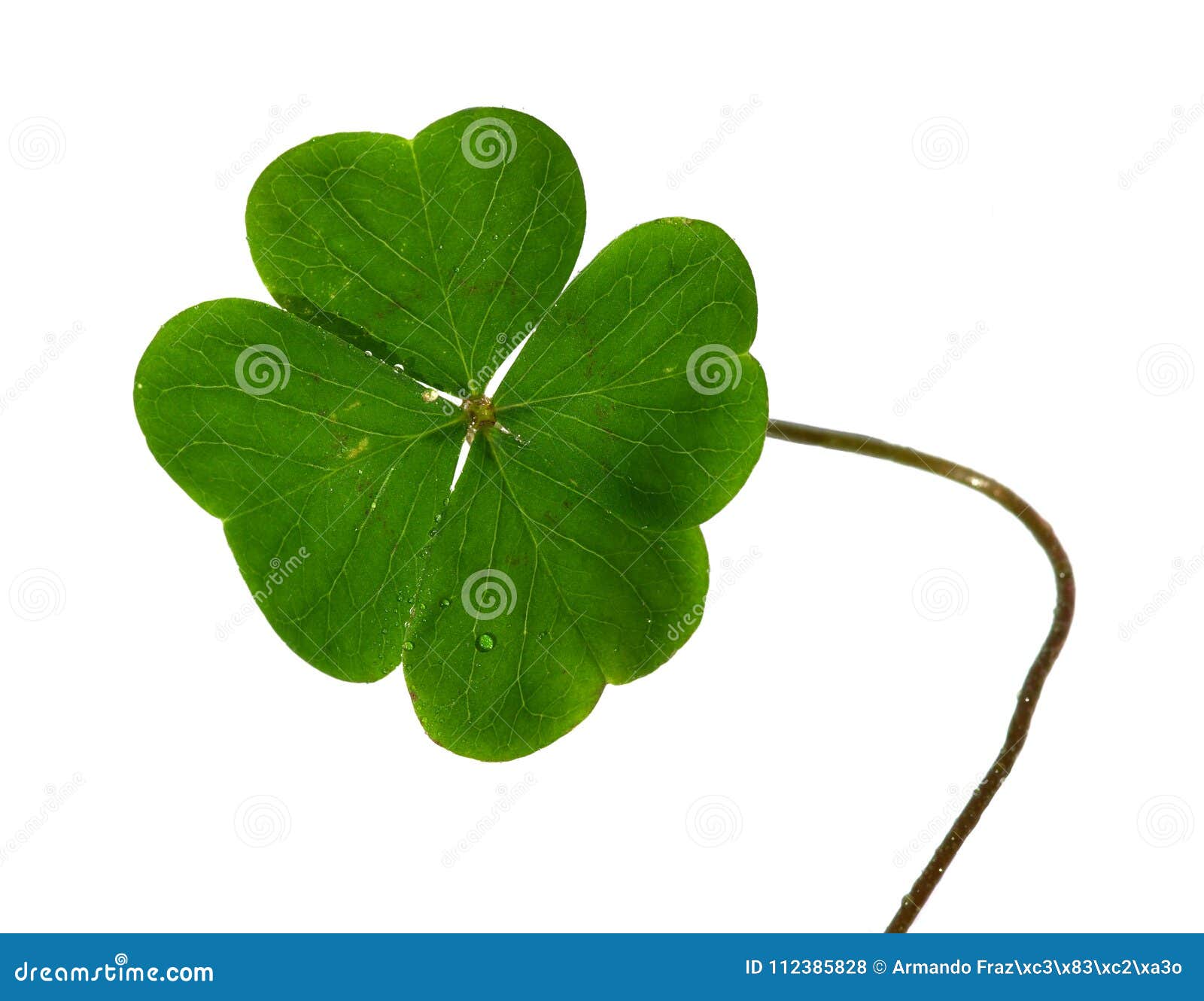 Shamrock Leafs and Stem Isolated on White Stock Photo - Image of good ...