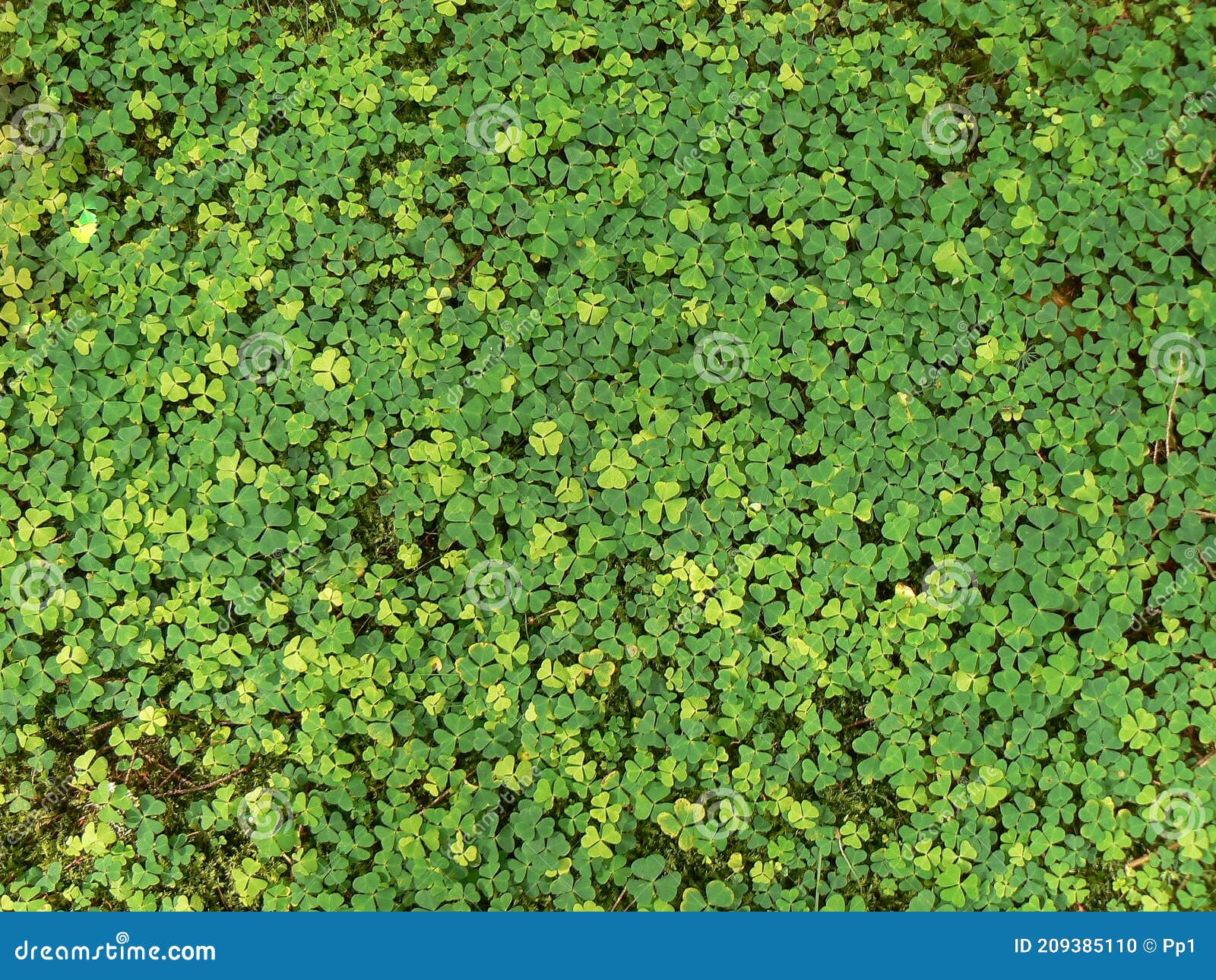 Shamrock Luck Texture Pattern Top Down Stock Photo - Image of grass ...