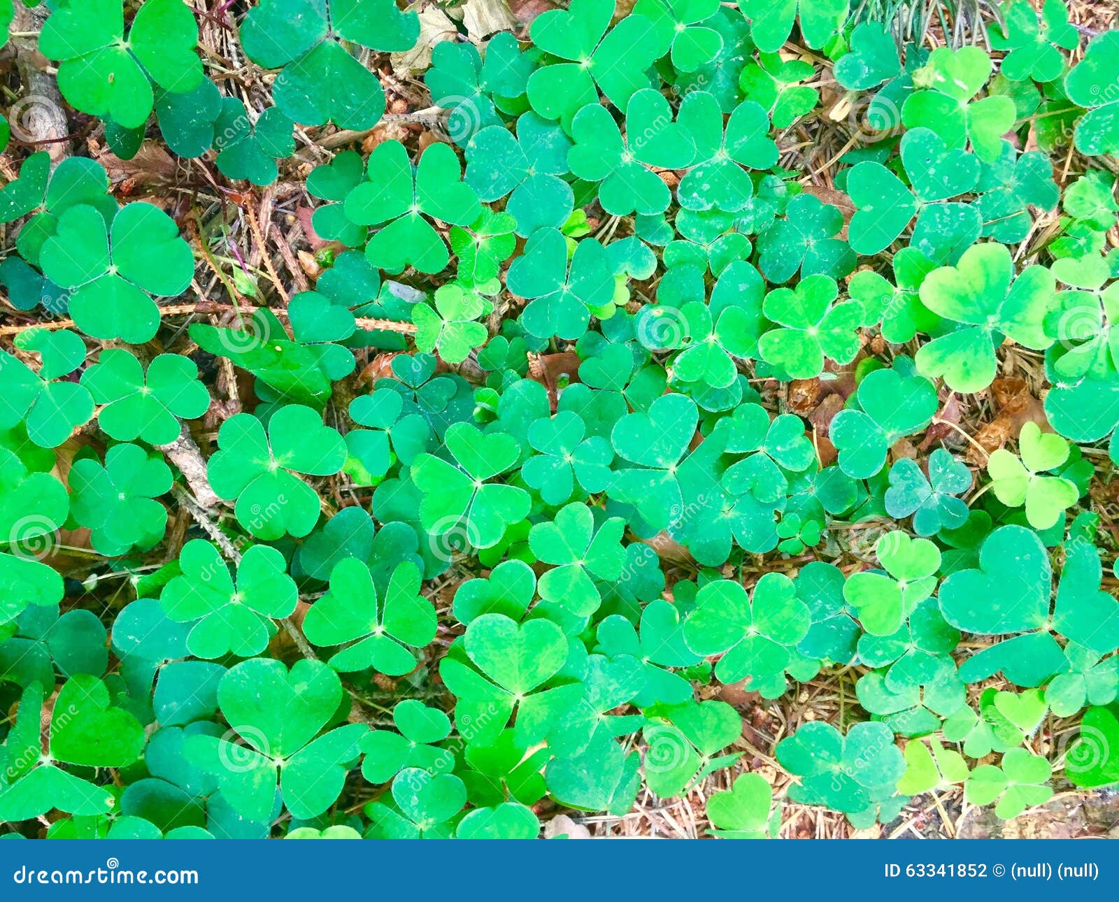 Shamrock stock photo. Image of fortune, leaved, group - 63341852