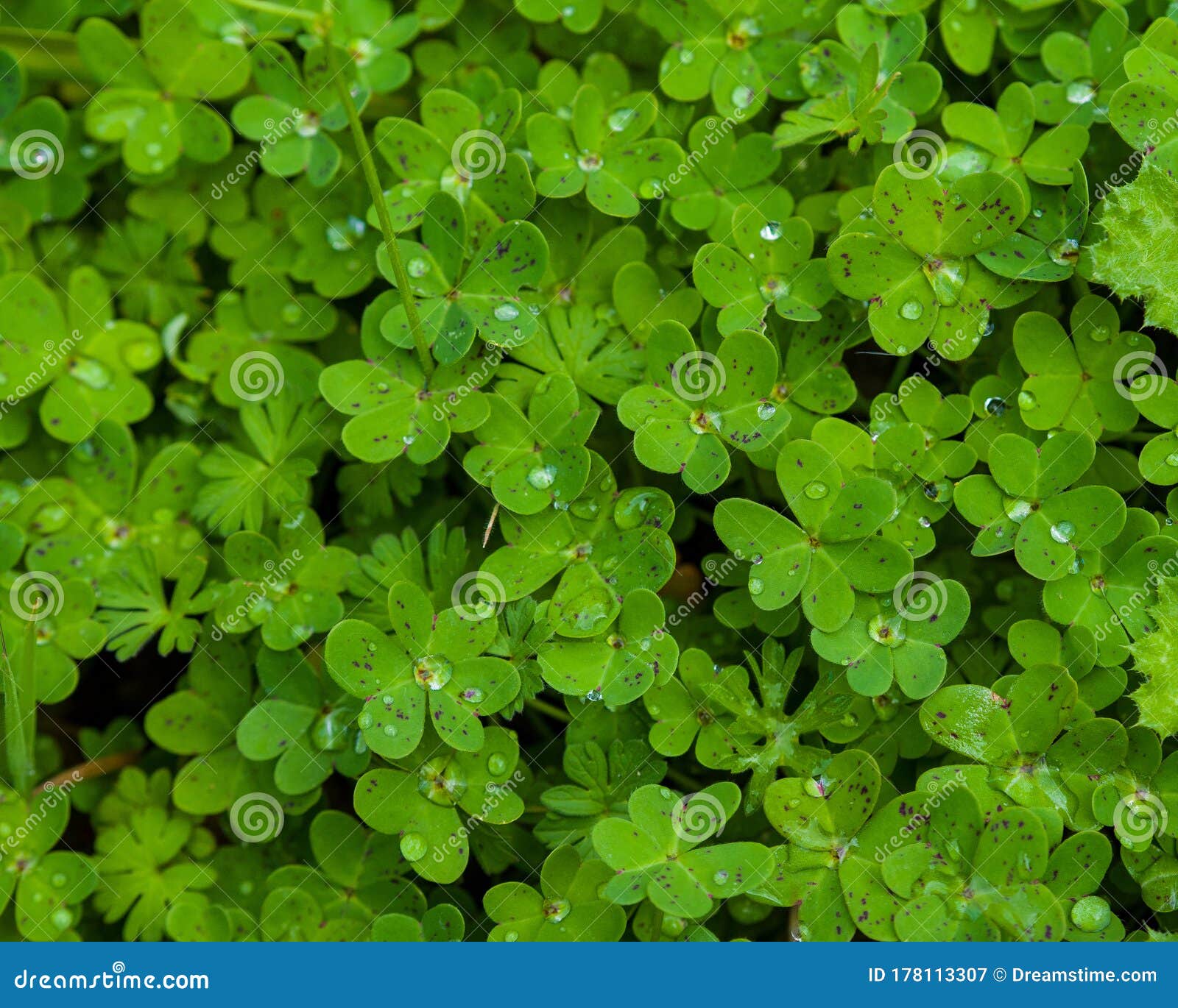 Shamrock Plant in the Forest Stock Image - Image of petal, evergreen ...