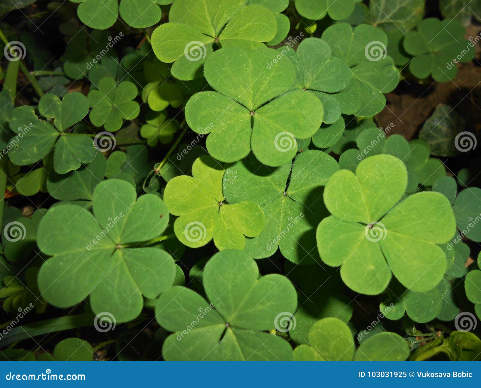 Shamrock stock image. Image of bright, black, patrick - 103031925