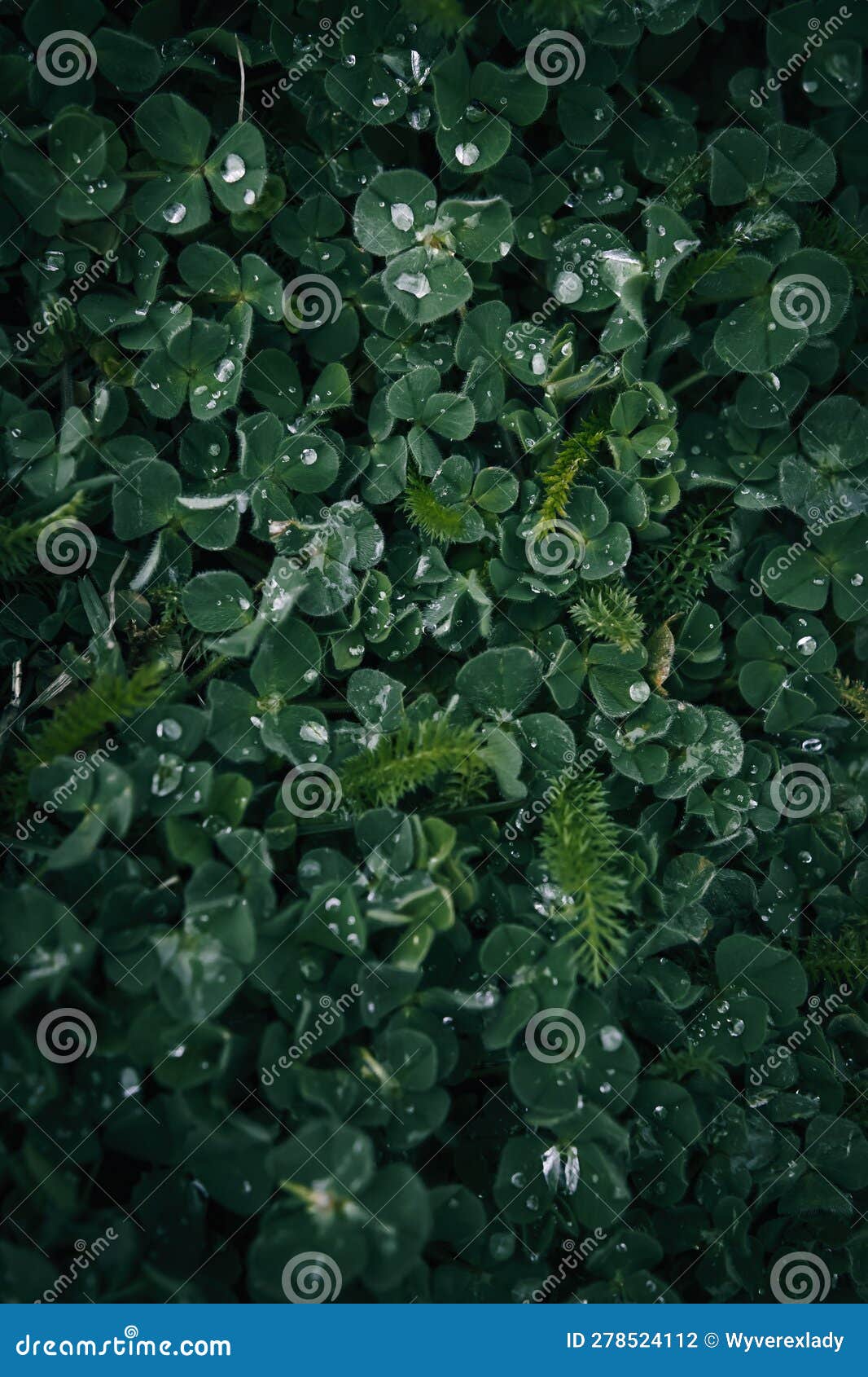 Shamrock after the rain stock photo. Image of dark, outdoors - 278524112