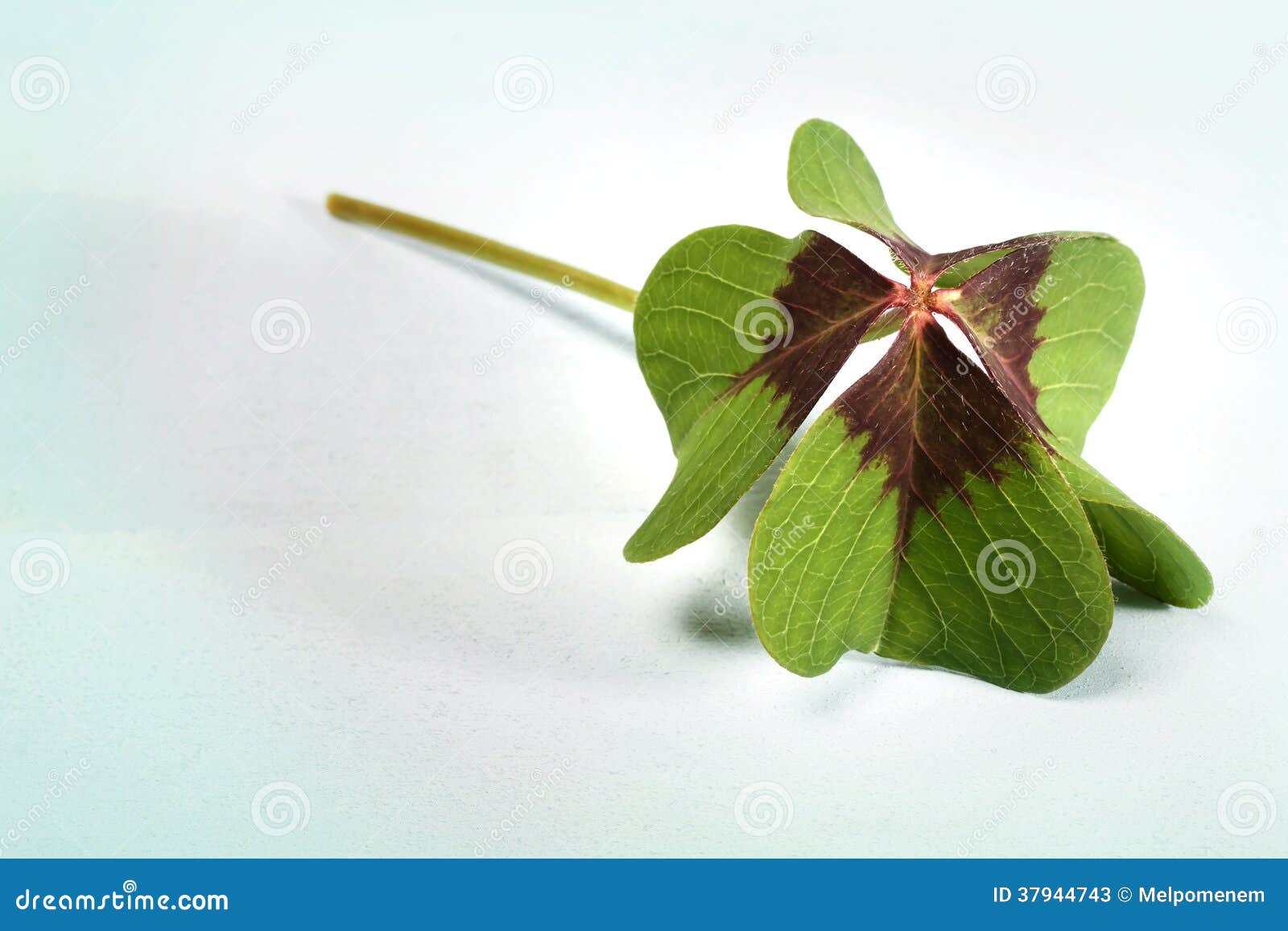 Shamrock stock image. Image of botany, luck, floral, petals - 37944743
