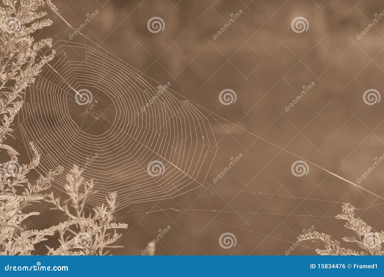 Shamrock Spider web stock photo. Image of nature, close - 15834476