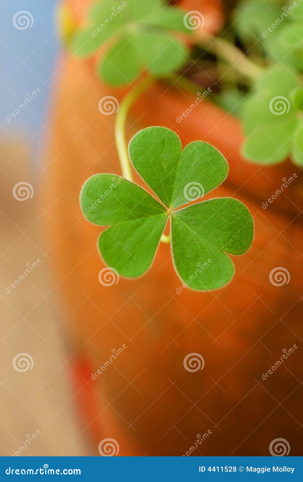 Shamrock in terracotta pot stock photo. Image of patrick - 4411528