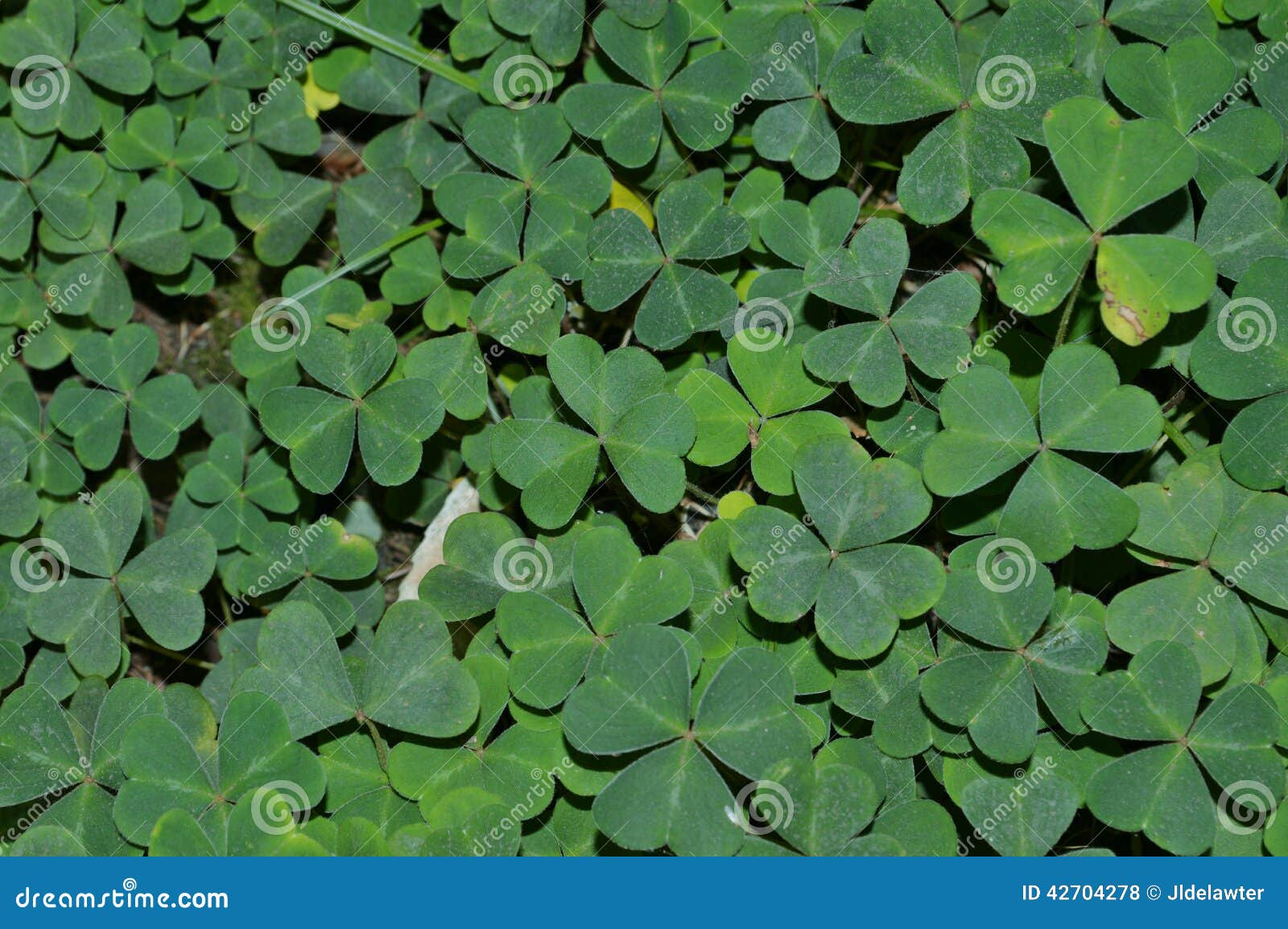 Shamrocks stock photo. Image of floral, leaf, shape, irish - 42704278