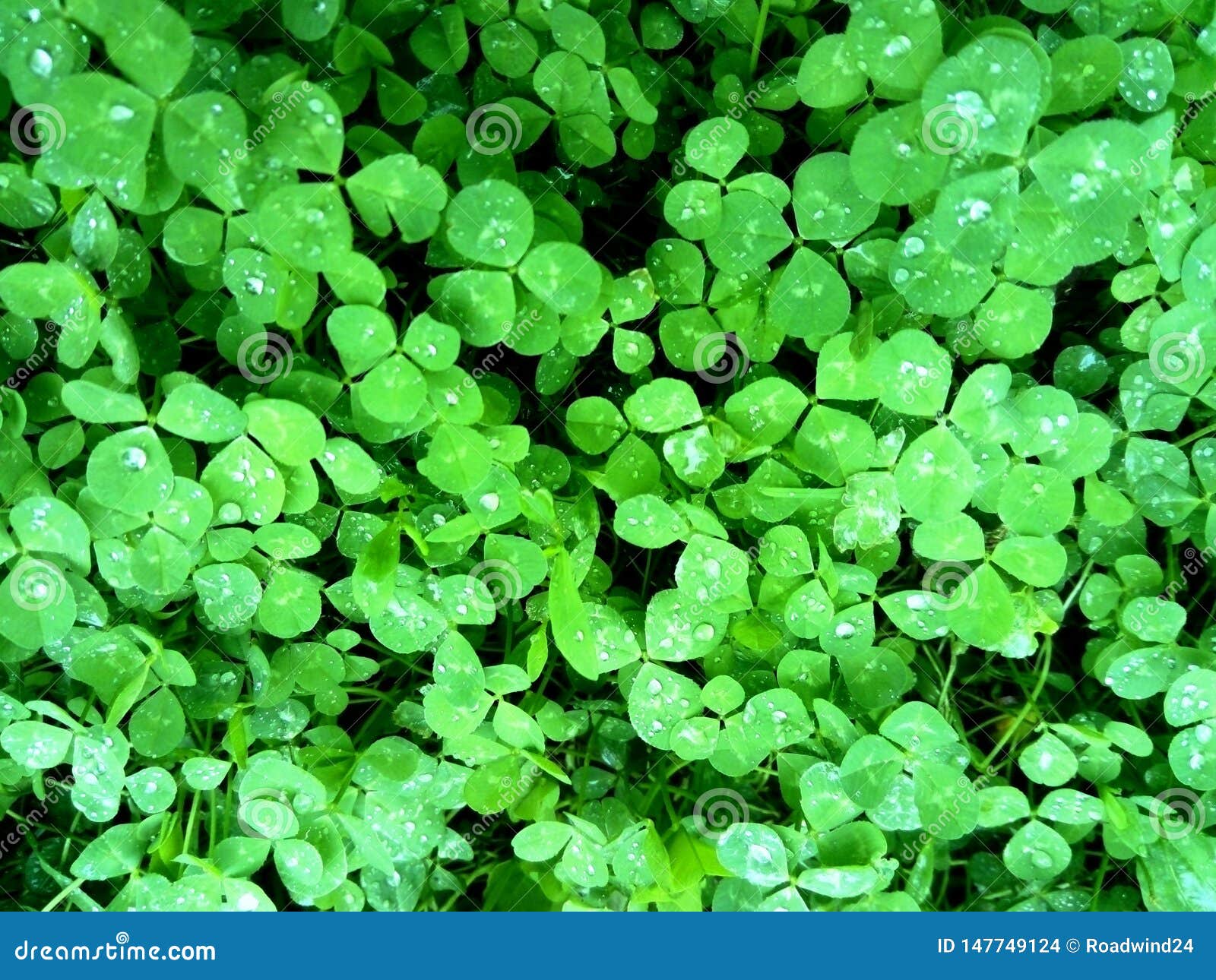 Green Shamrocks with Rain Drops Stock Photo - Image of drop, meadow ...