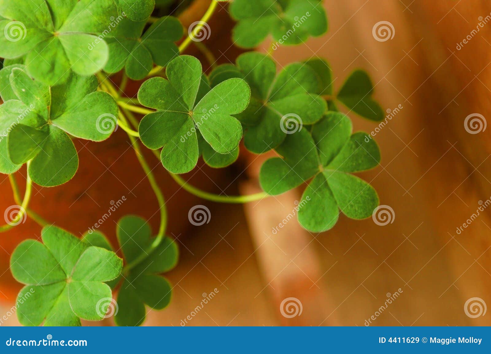 Shamrocks in Terracotta Planter Stock Image - Image of holiday ...