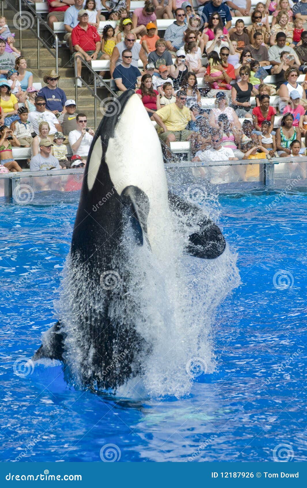 Shamu Killer Whale editorial photo. Image of jump, shamu - 12187926