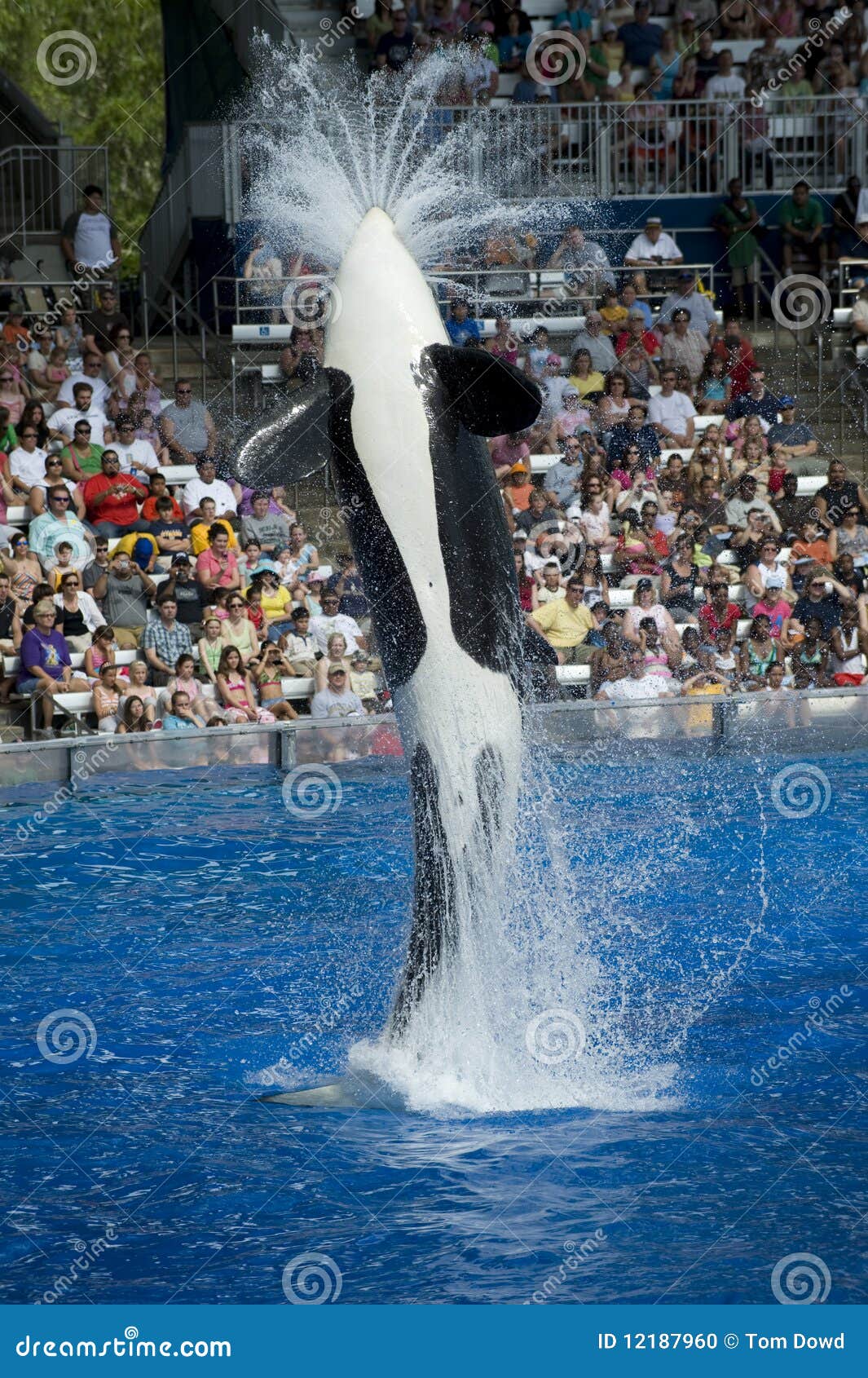 Shamu Killer Whale editorial image. Image of jumping - 12187960