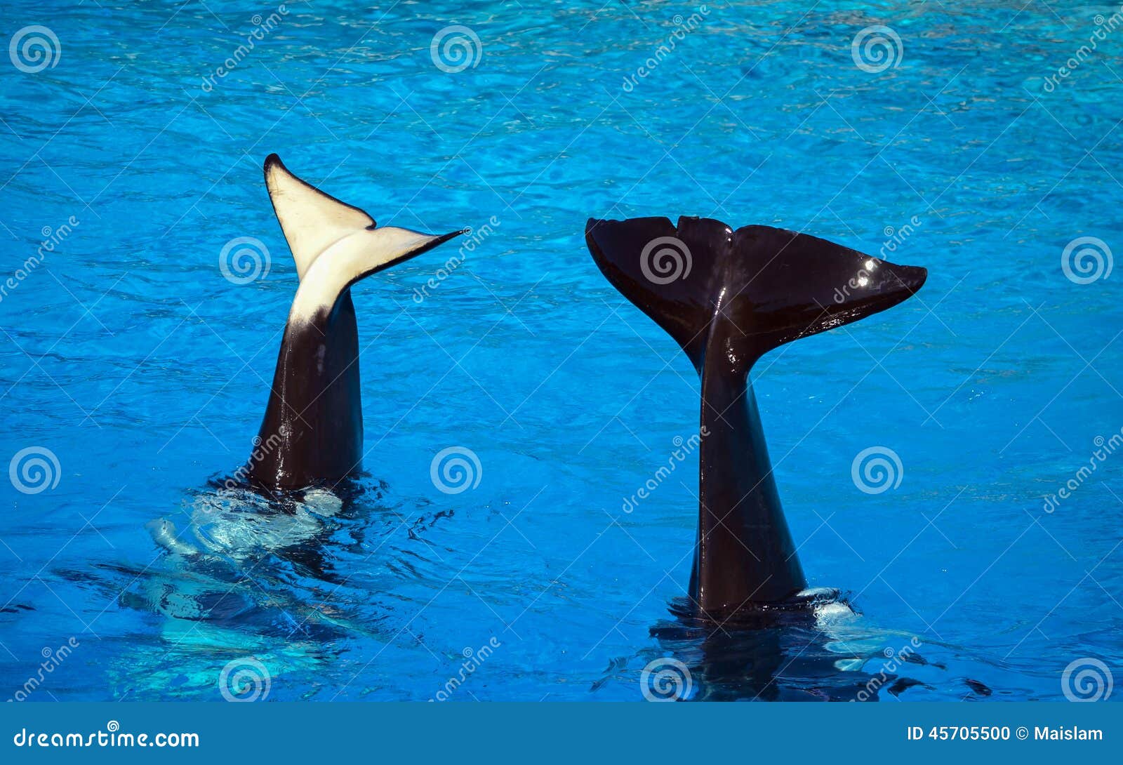 Shamu tails stock photo. Image of orcinus, sealife, animal - 45705500