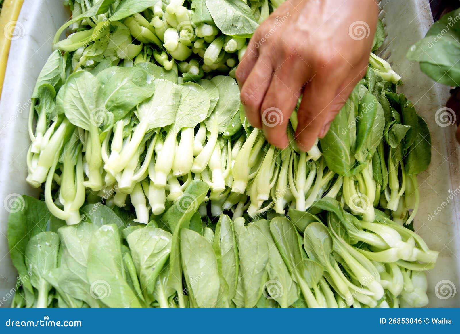 Shanghai green vegetables stock photo. Image of green - 26853046