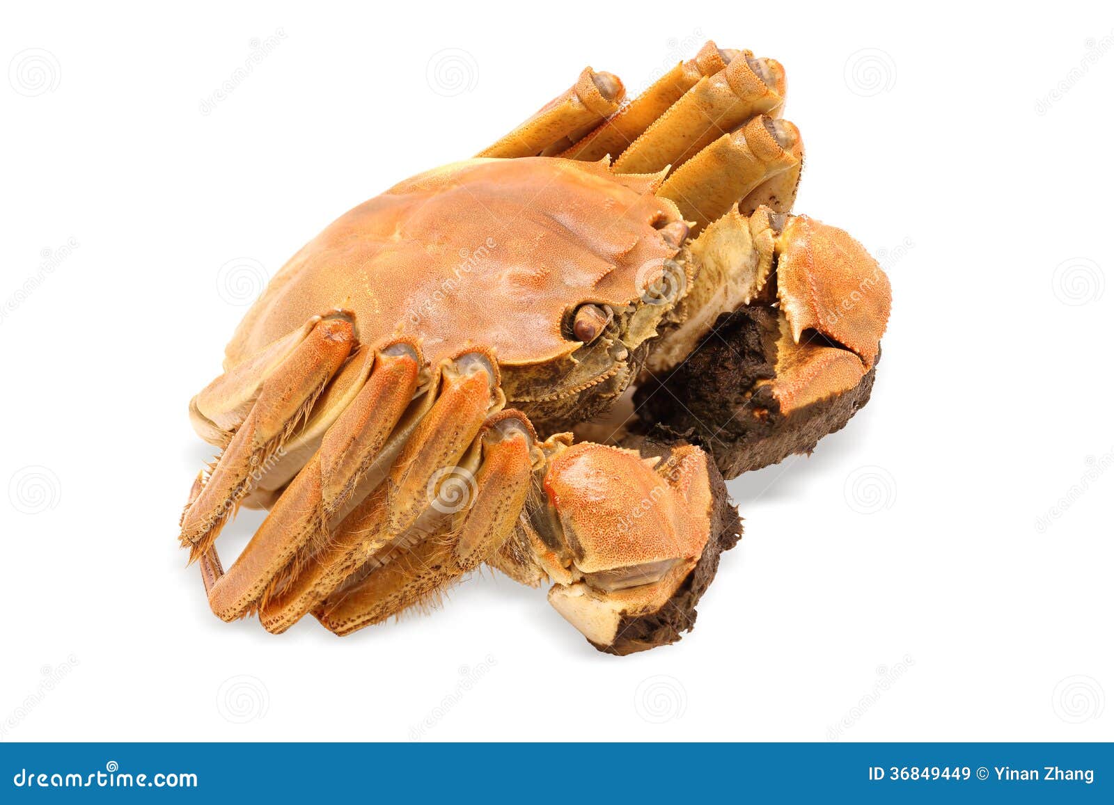 Shanghai Hairy Crabs, Chinese Cuisine Royalty-Free Stock Image ...