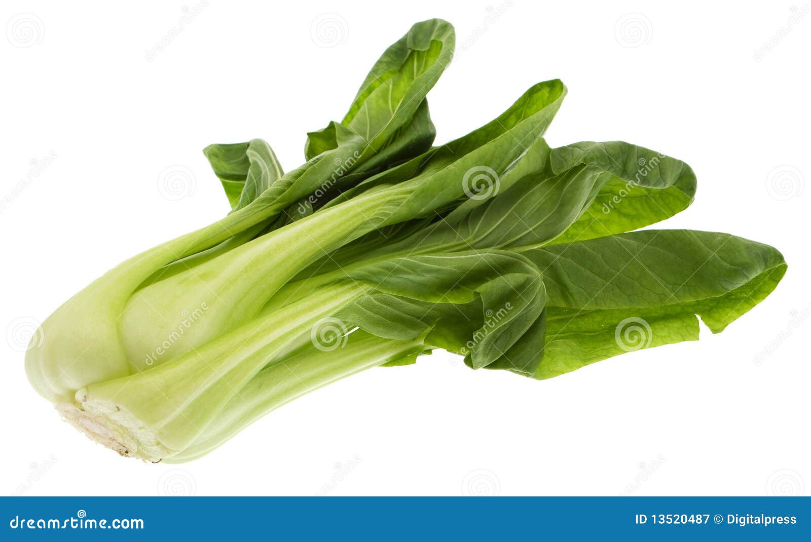 Shanghai Pok Choi stock image. Image of vegetarian, nutritious - 13520487