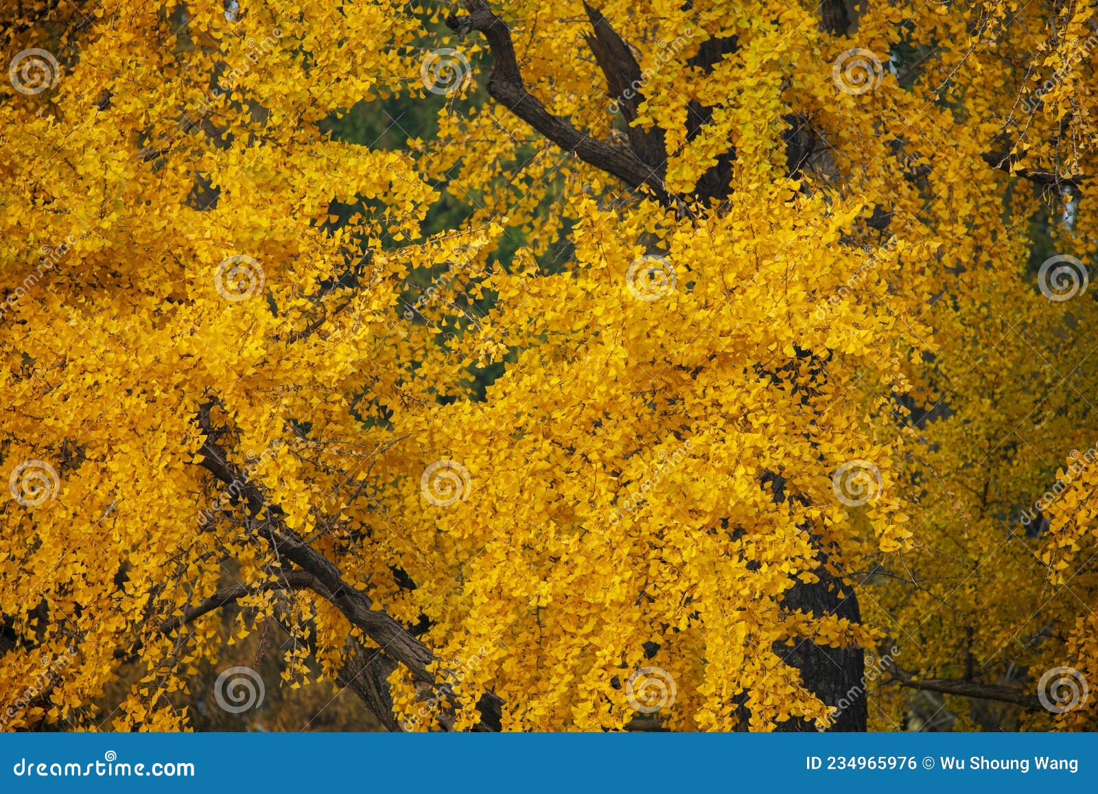Shanghai, Qibao Ancient Town, Ancient, Ginkgo Tree Stock Photo - Image ...