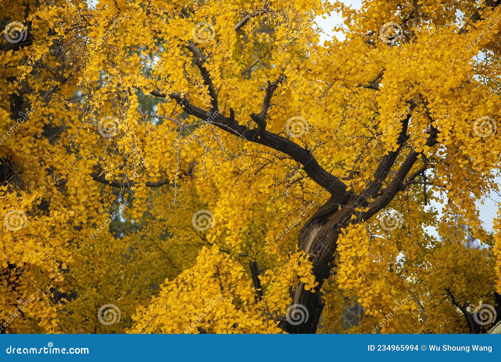 Shanghai, Qibao Ancient Town, Ancient, Ginkgo Tree Stock Photo - Image ...