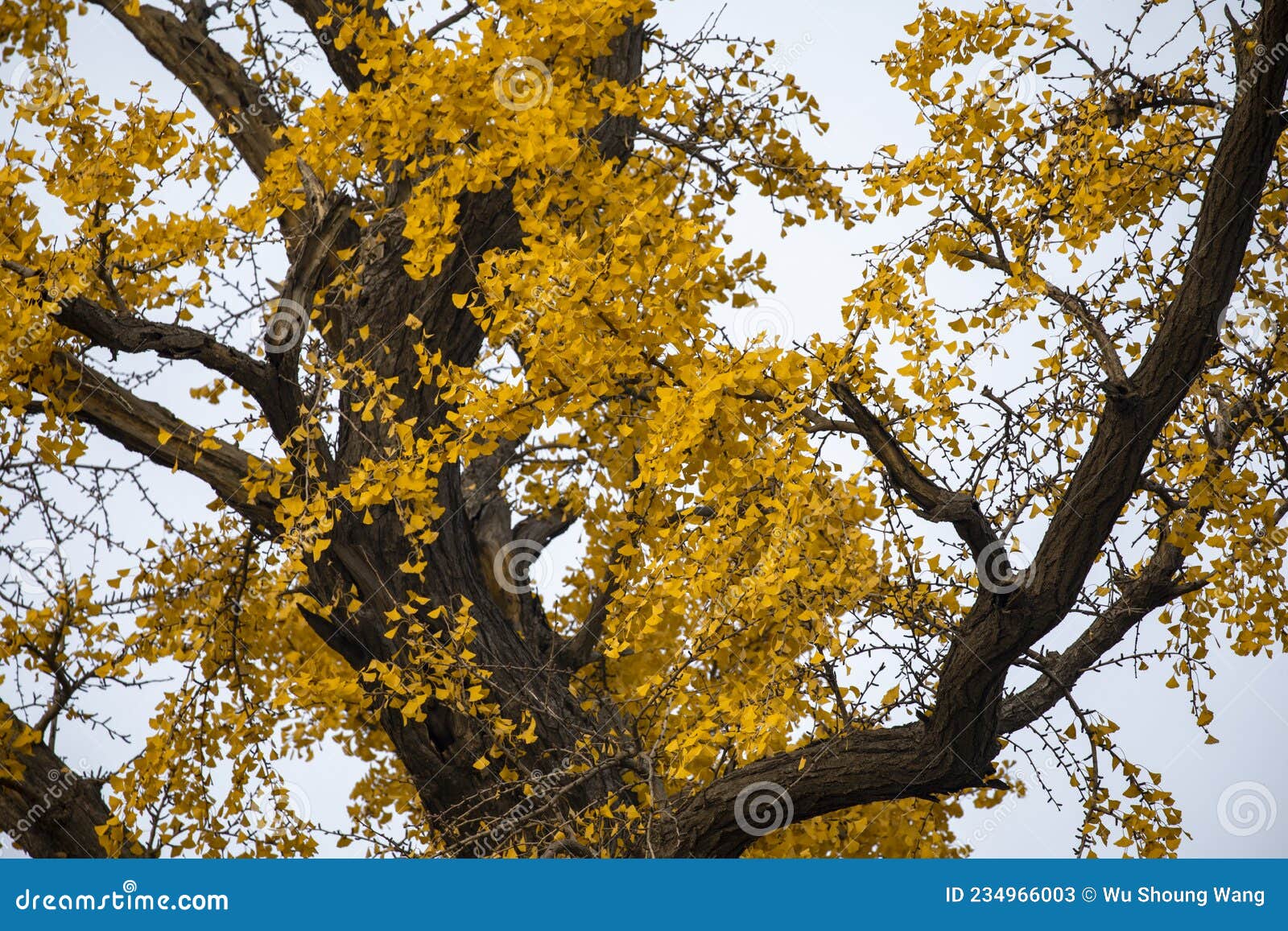 Shanghai, Qibao Ancient Town, Ancient, Ginkgo Tree Stock Image - Image ...
