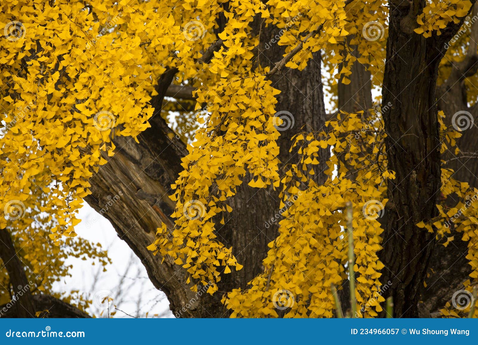 Shanghai, Qibao Ancient Town, Ancient, Ginkgo Tree Stock Image - Image ...