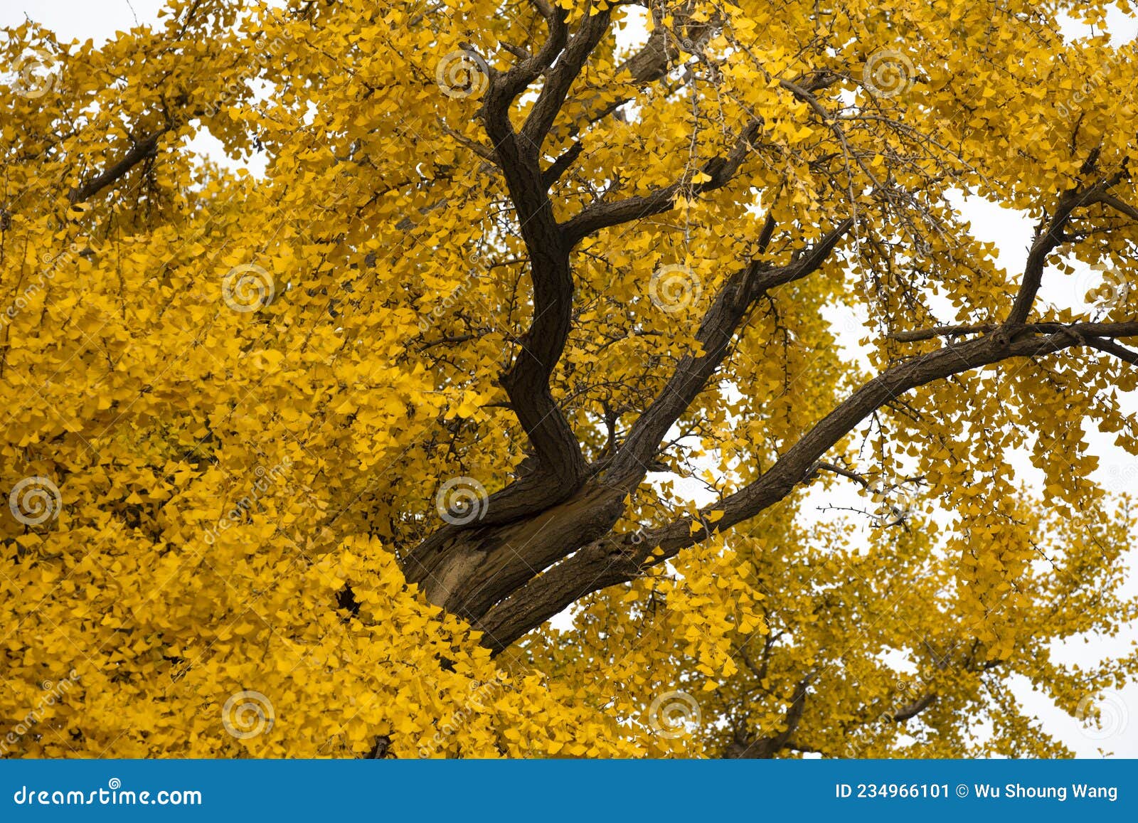 Shanghai, Qibao Ancient Town, Ancient, Ginkgo Tree Stock Image - Image ...