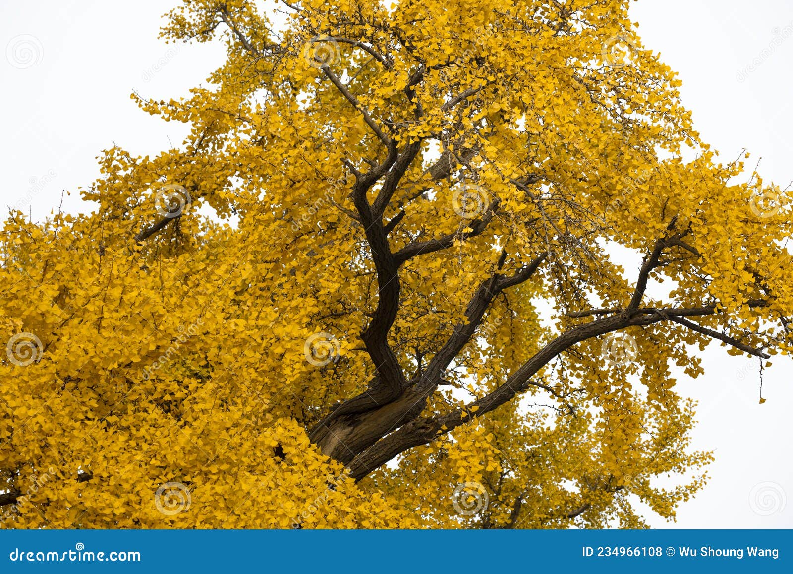 Shanghai, Qibao Ancient Town, Ancient, Ginkgo Tree Stock Photo - Image ...