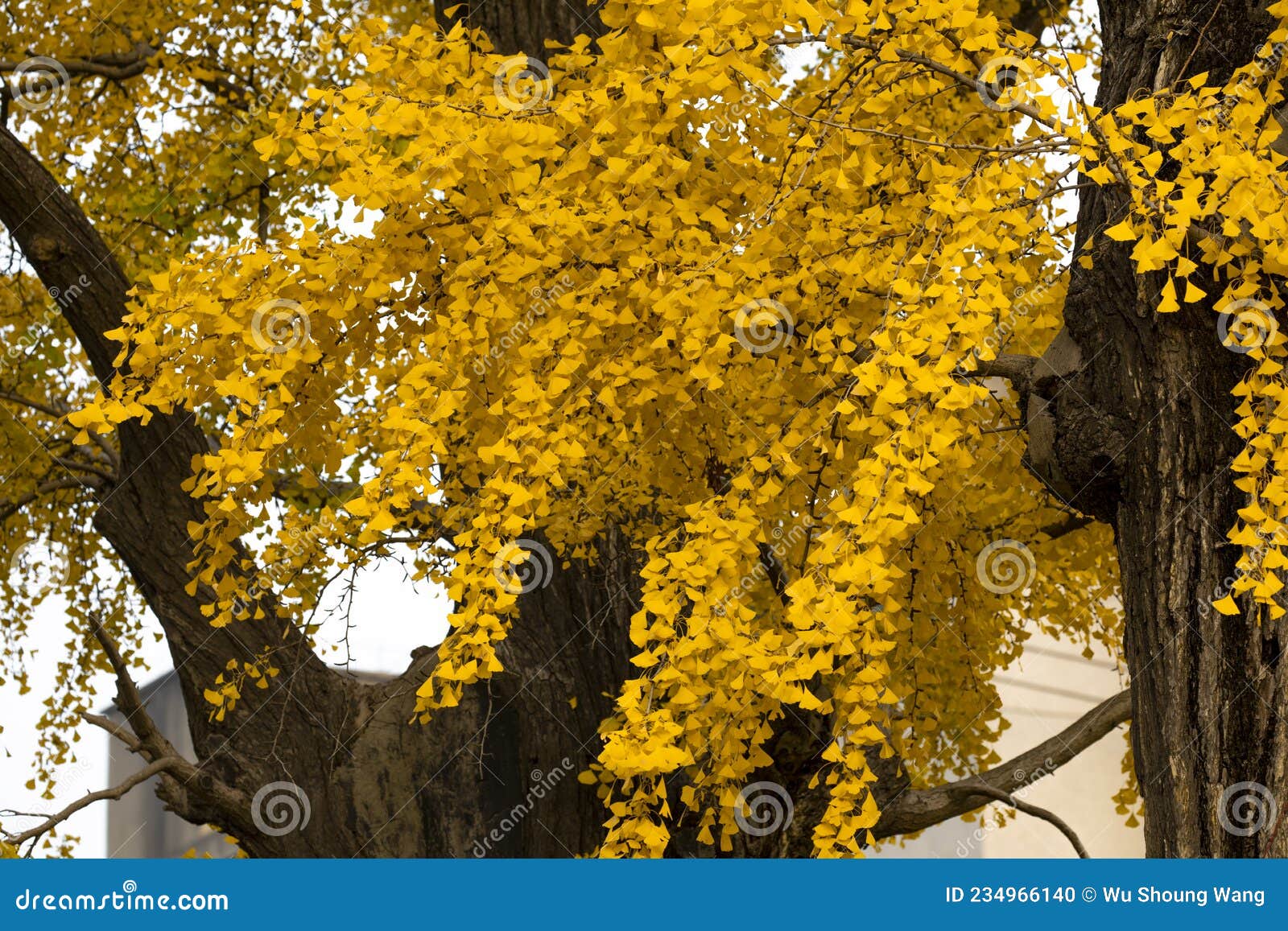 Shanghai, Qibao Ancient Town, Ancient, Ginkgo Tree Stock Photo - Image ...
