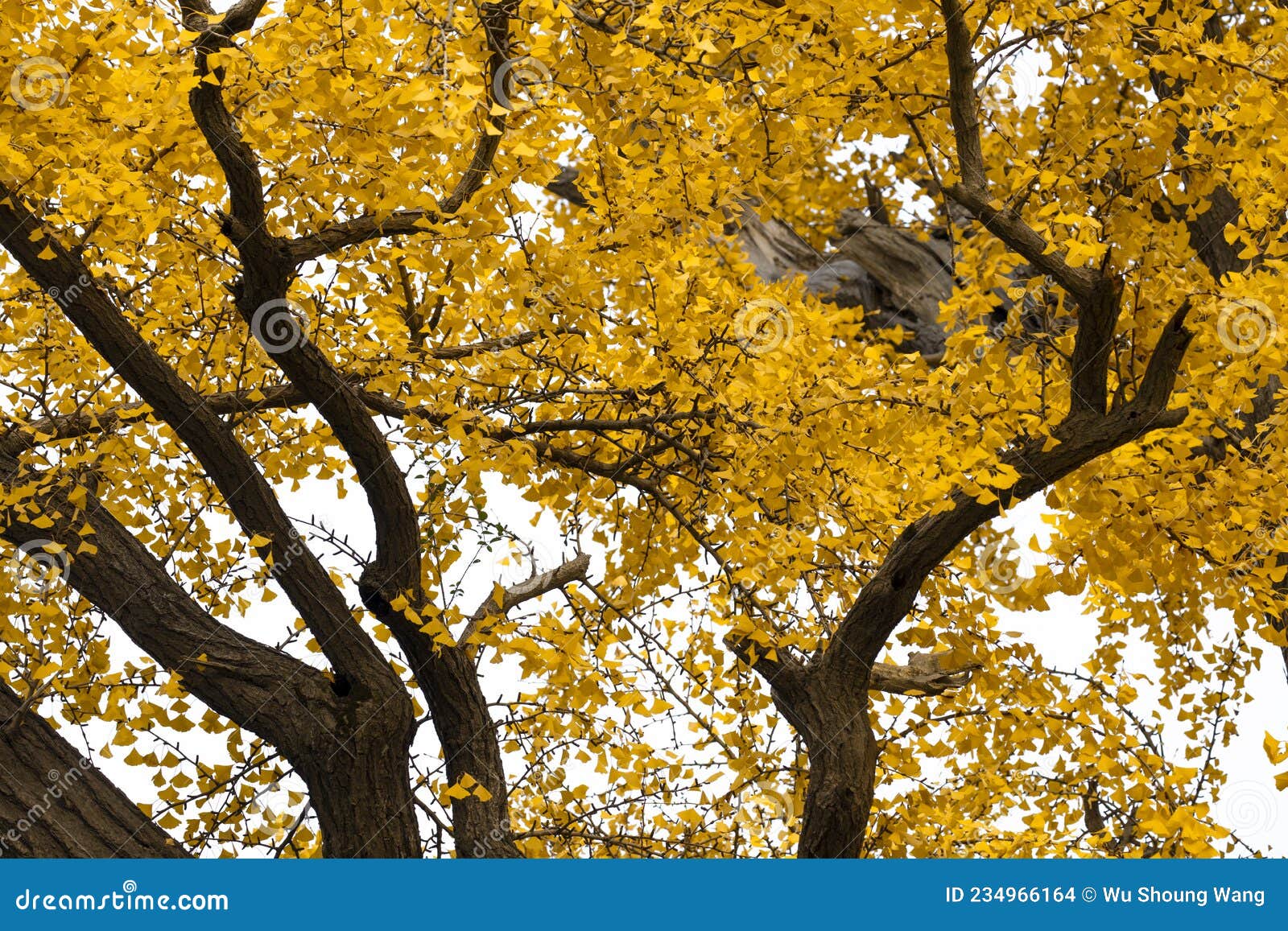 Shanghai, Qibao Ancient Town, Ancient, Ginkgo Tree Stock Photo - Image ...