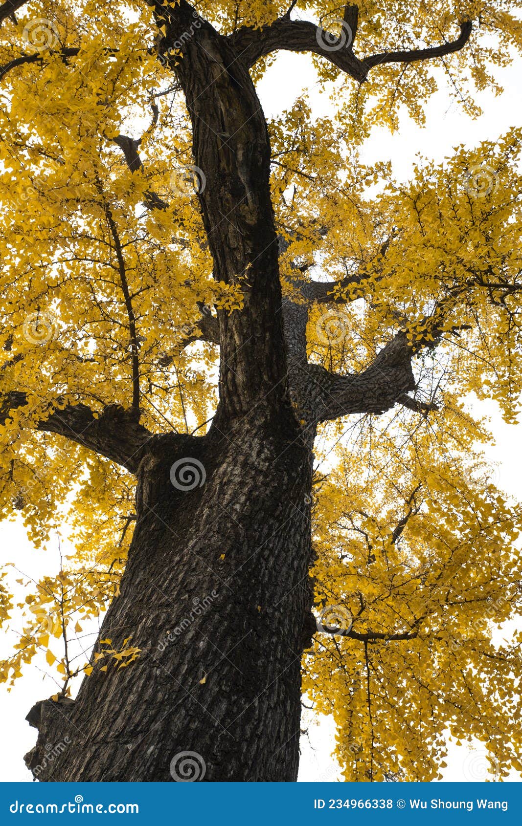 Shanghai, Qibao Ancient Town, Ancient, Ginkgo Tree Stock Photo - Image ...